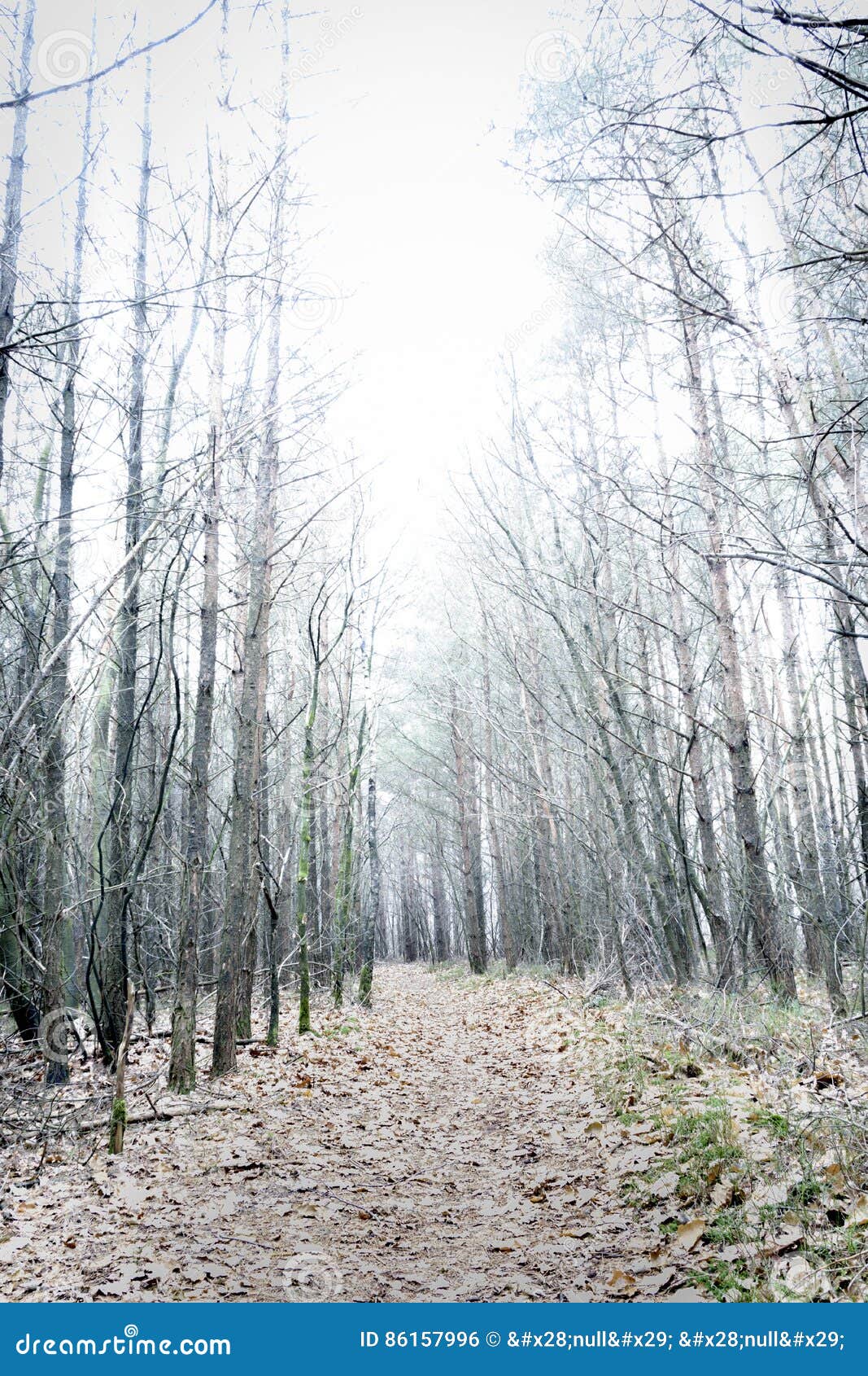 Overexposed Bare Pine Forest Giving Mysterious Landscape Stock Photo ...