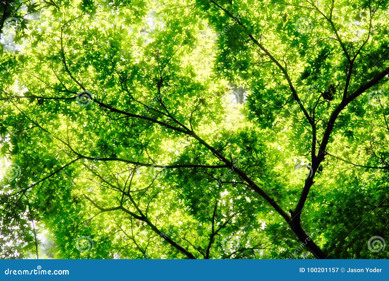 Overexposed Leaves stock image. Image of plant, growing - 100201157