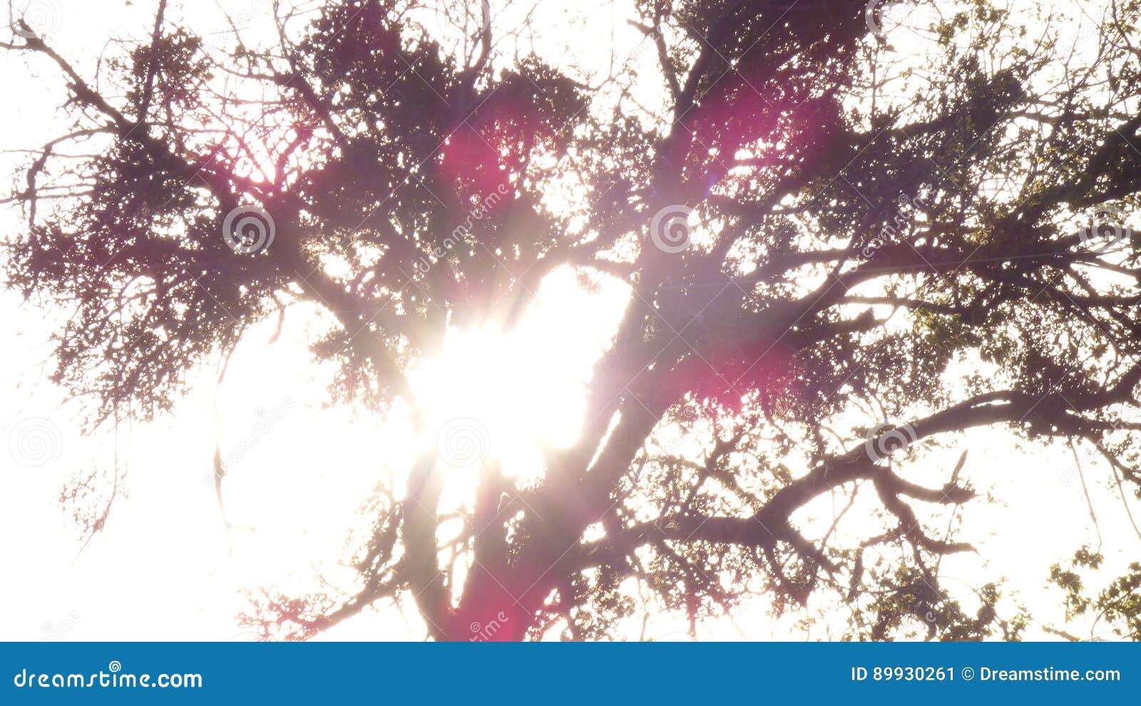 Overexposed Oak Tree Against Setting Sun Stock Image - Image of ...