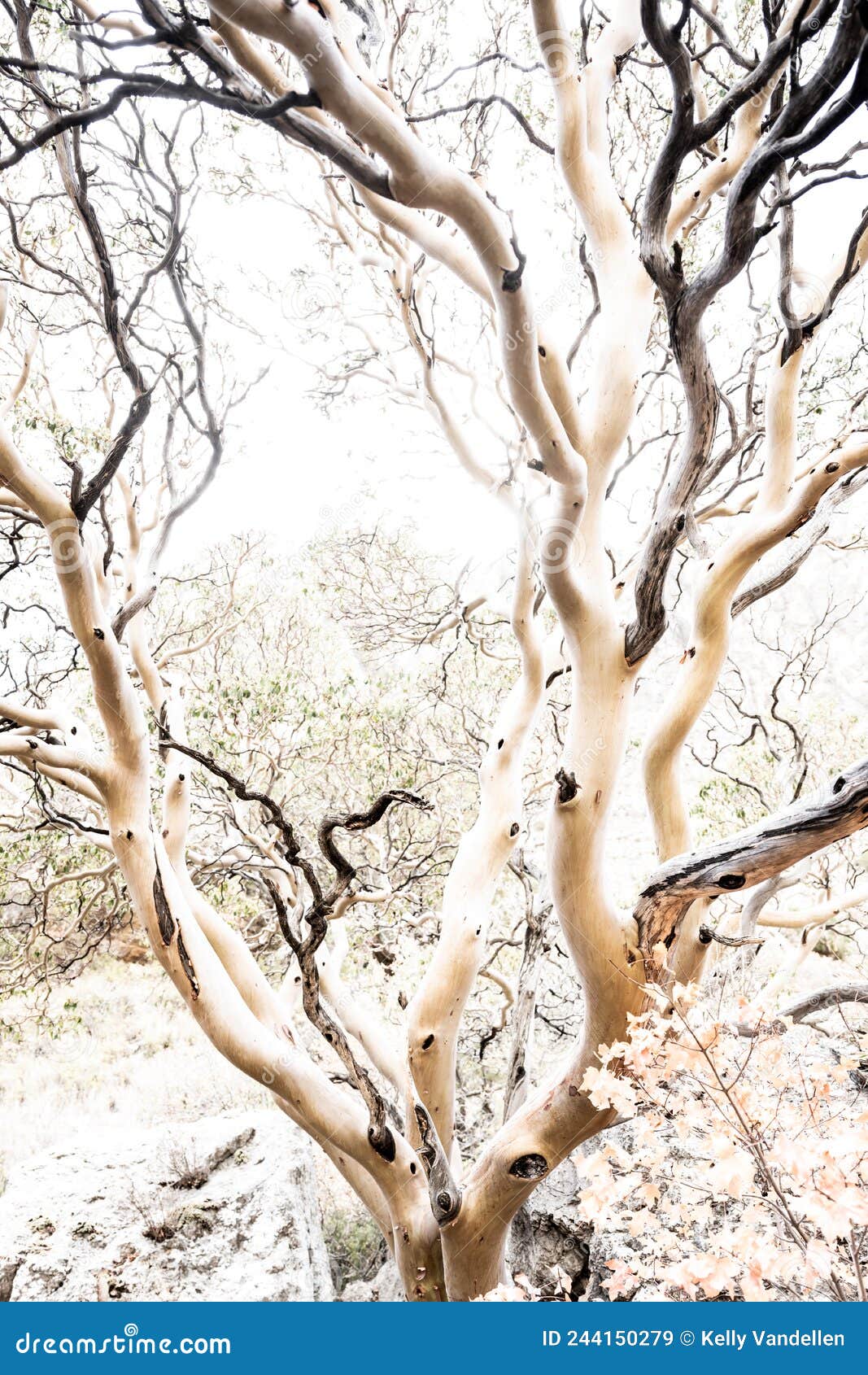 Overexposed Tree Branches Reach into the Sky Stock Image - Image of ...