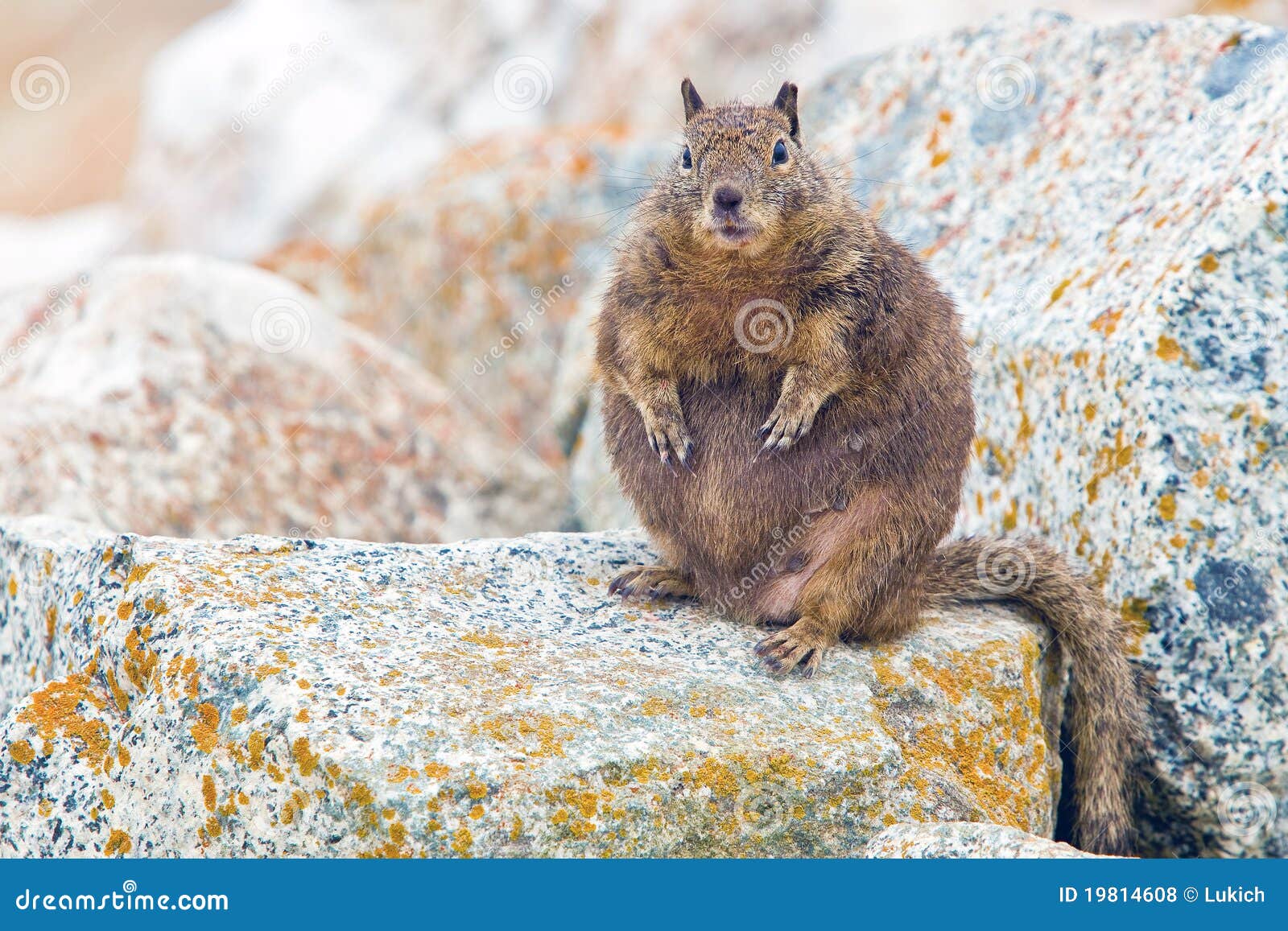 Overfed Fat Squirrel. stock photo. Image of nose, guard - 19814608