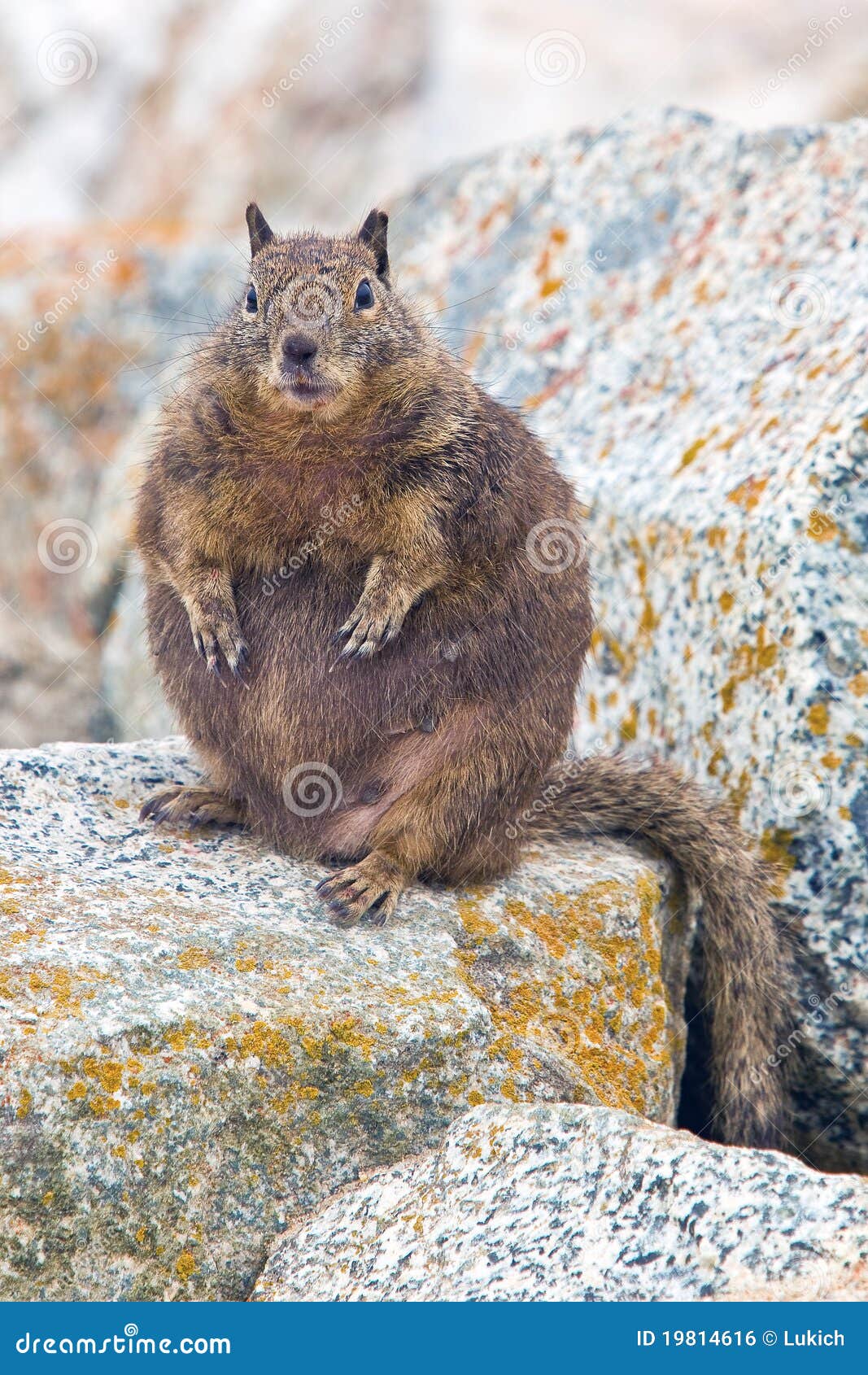 Overfed Fat Squirrel. stock photo. Image of garden, grey - 19814616
