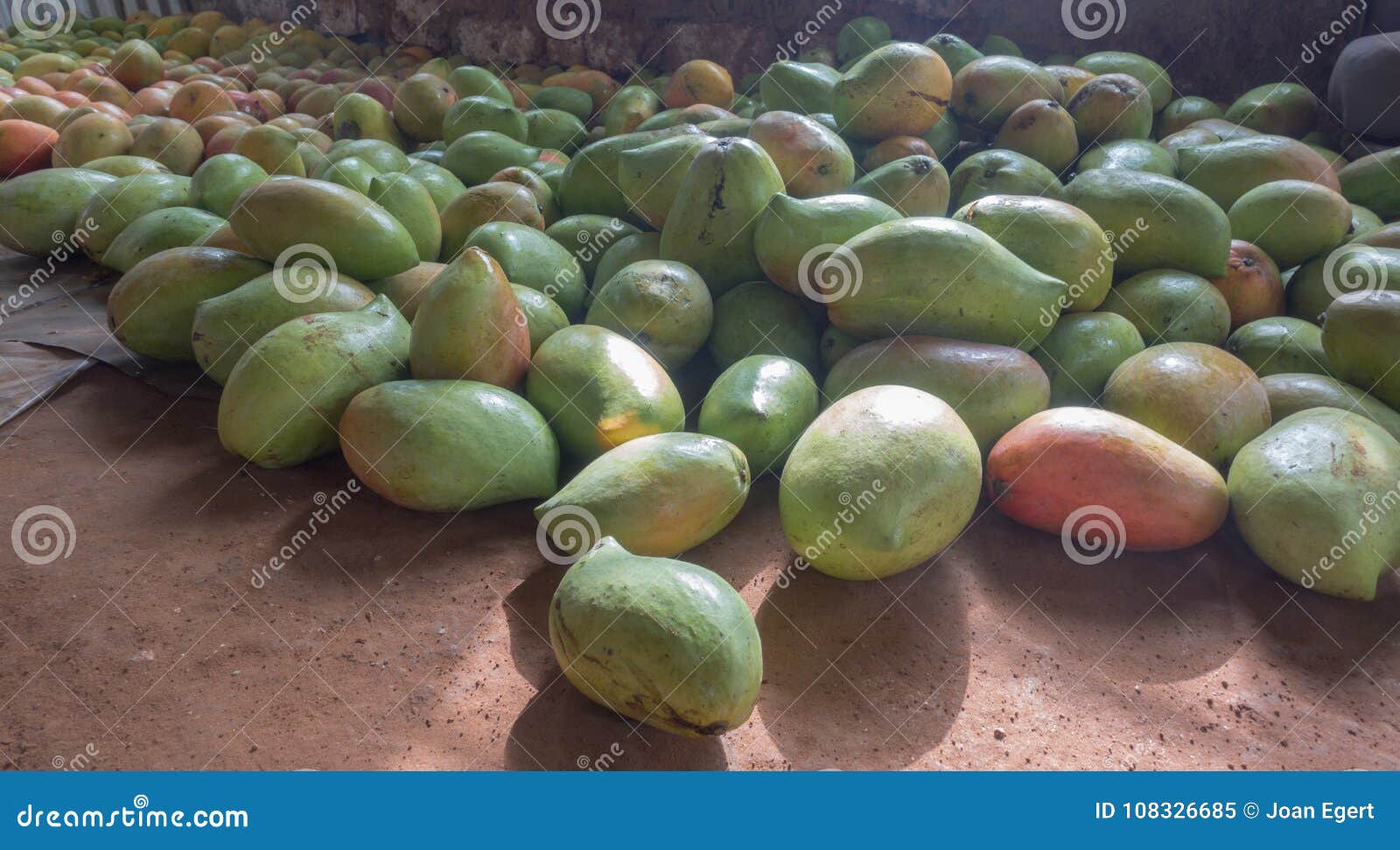 Mango Harvest In Ngao Village Kenya Stock Image Image Of Harvest