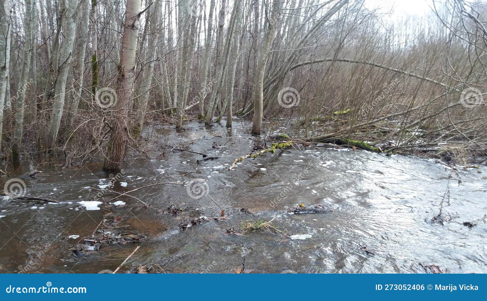 An overflowing ditch stock photo. Image of tree, pond - 273052406