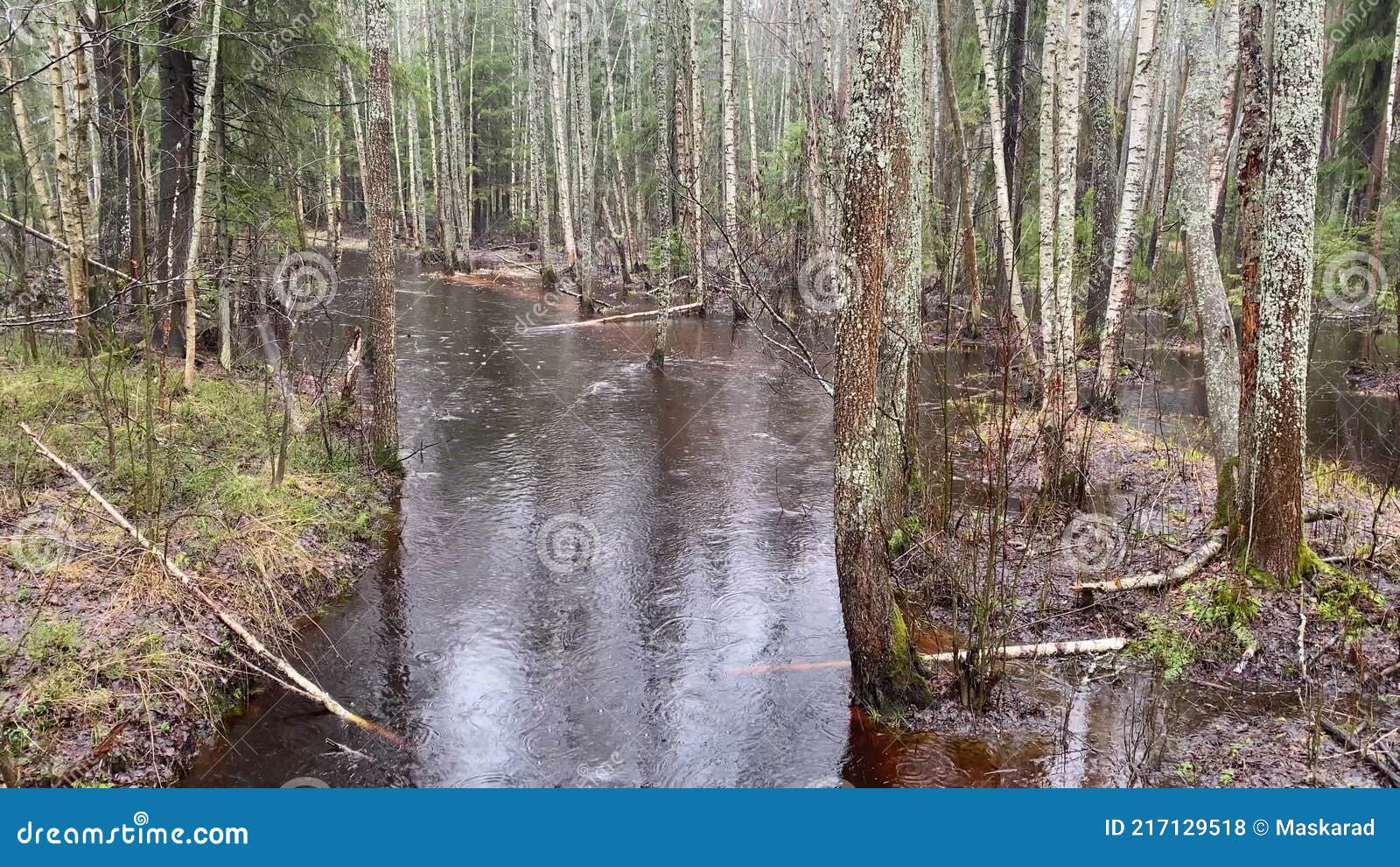Overflowing Stream in the Spring Forest. Stock Footage - Video of ...