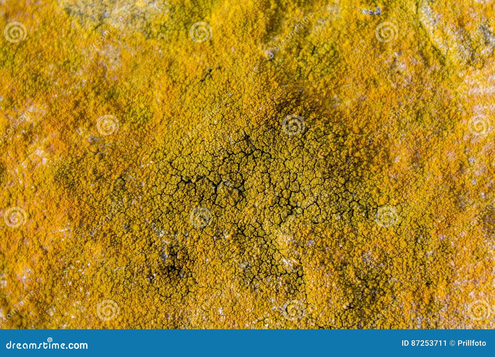 Overgrown Abstract Rock Surface Stock Image - Image of material, crust ...