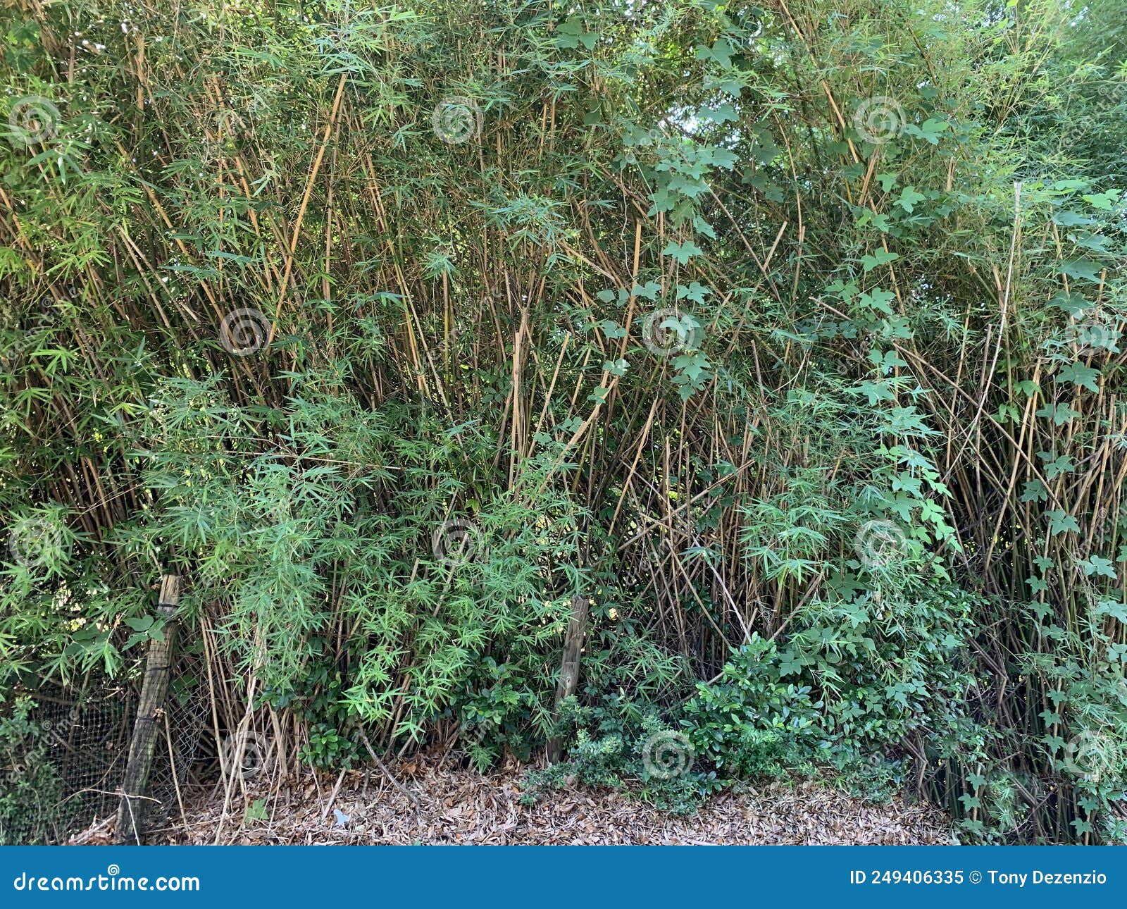 Overgrown Backyard in an Urban Setting Stock Image - Image of used ...