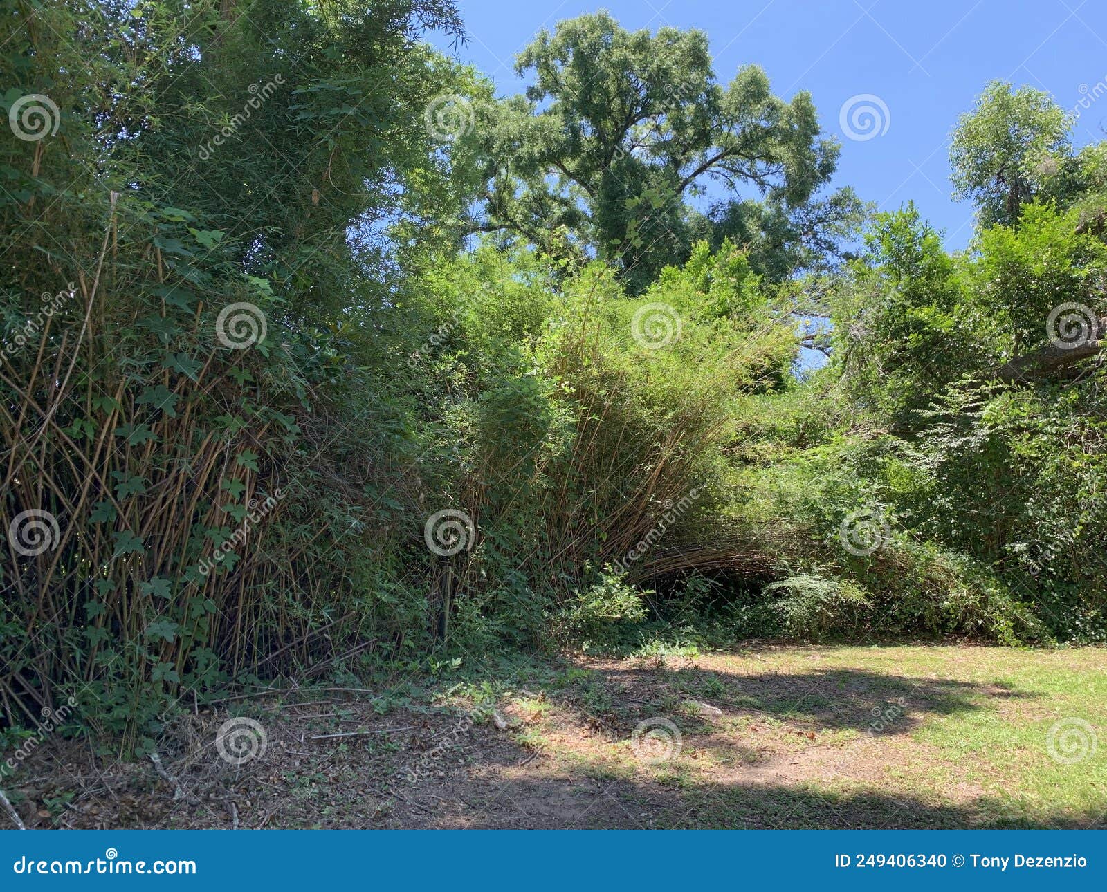Overgrown Backyard in an Urban Setting Stock Photo - Image of warm ...