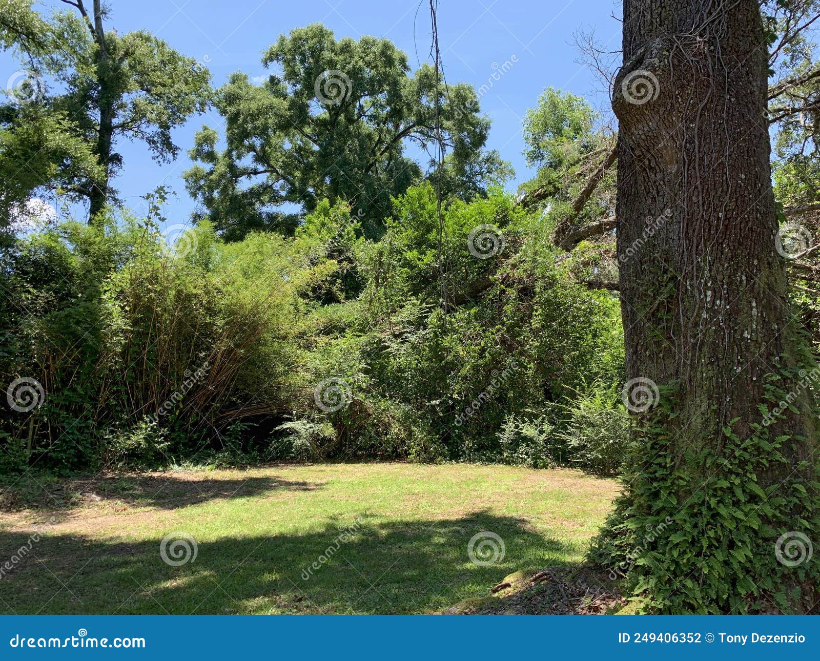 Overgrown Backyard in an Urban Setting Stock Photo - Image of used ...