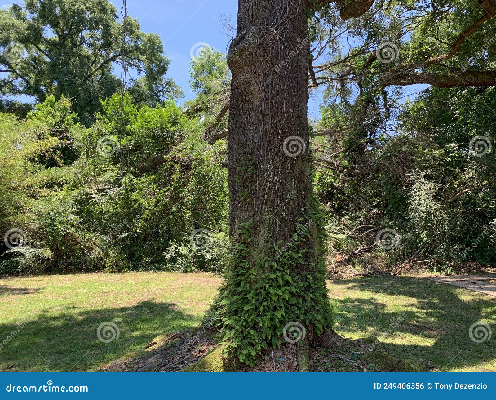 Overgrown Backyard in an Urban Setting Stock Photo - Image of overgrown ...