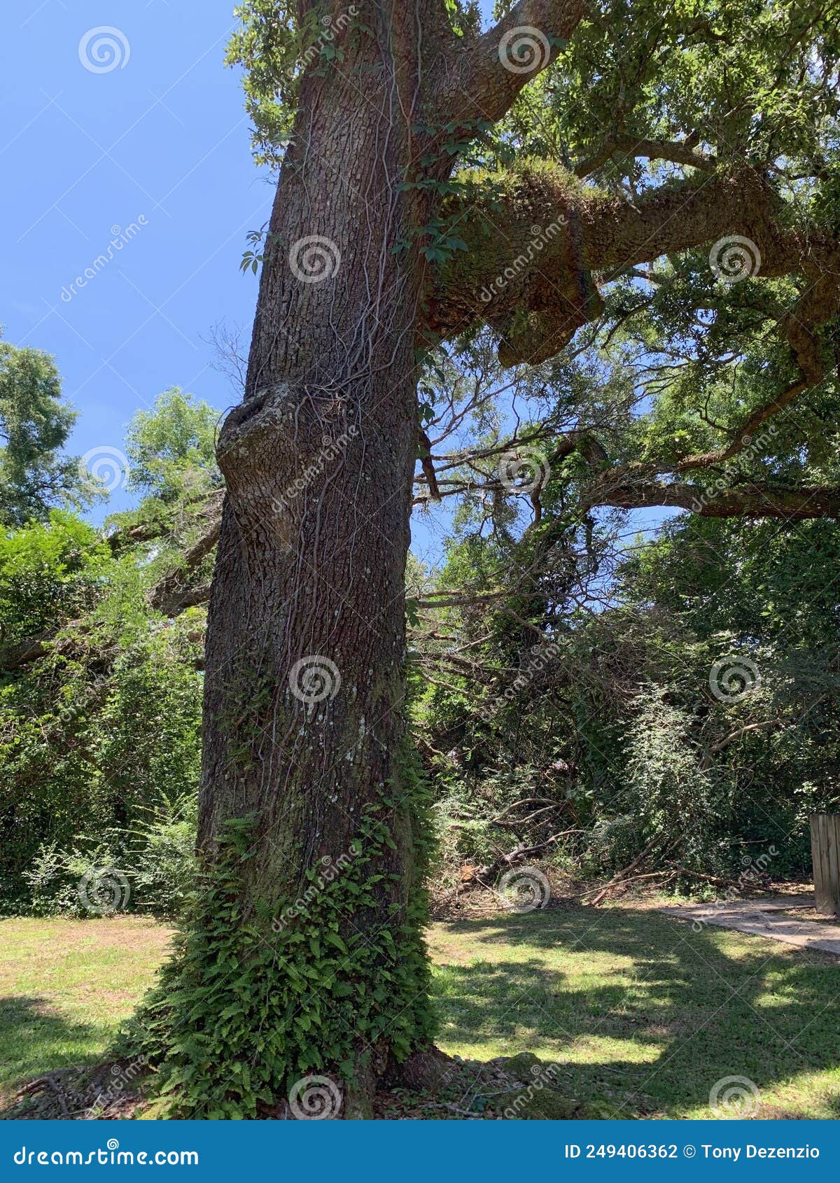 Overgrown Backyard in an Urban Setting Stock Photo - Image of outside ...