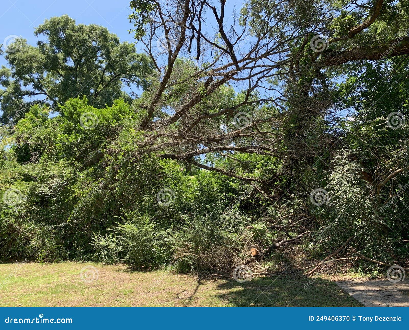 Overgrown Backyard in an Urban Setting Stock Photo - Image of outdoor ...