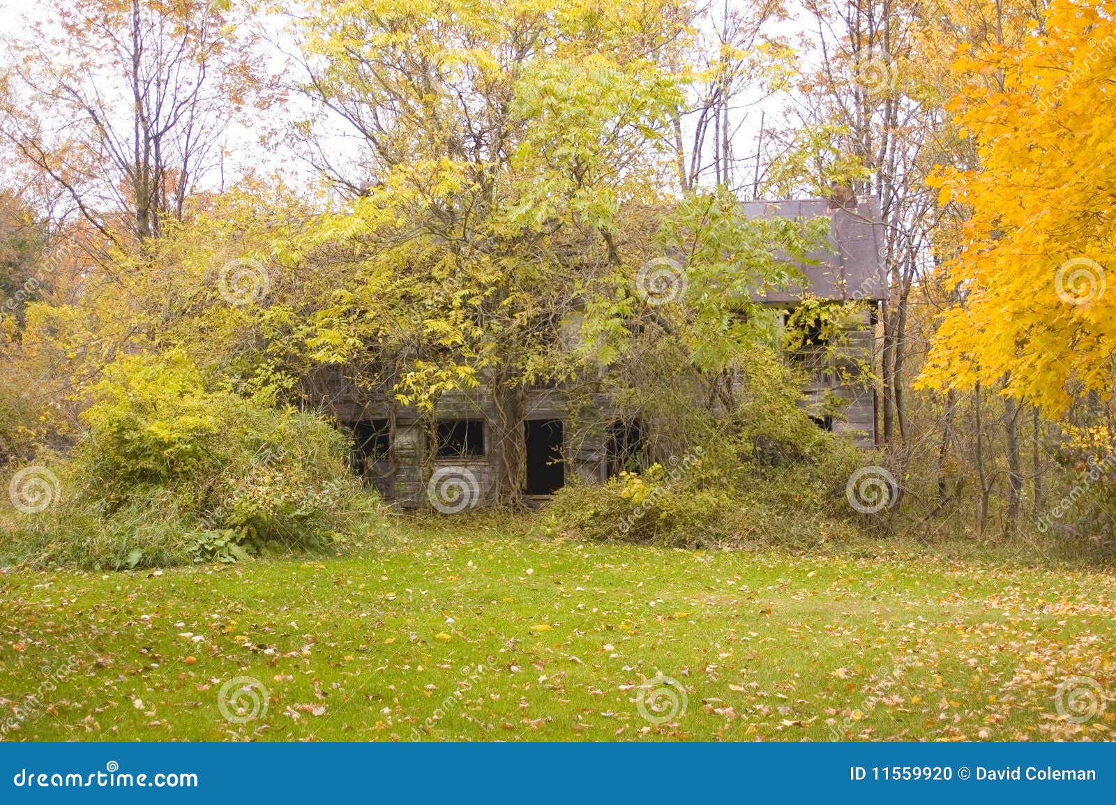 Overgrown barn stock photo. Image of building, seasons - 11559920