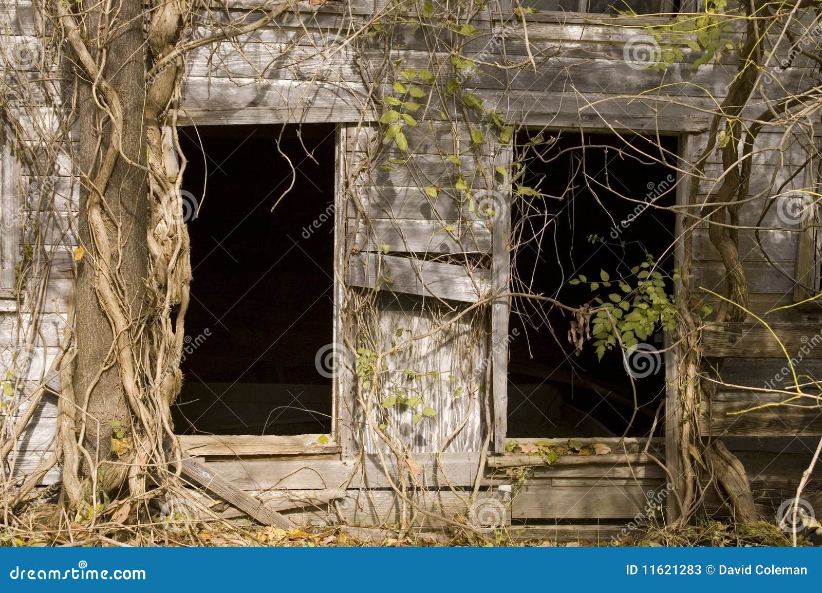 Overgrown barn stock image. Image of fall, wood, seasons - 11621283
