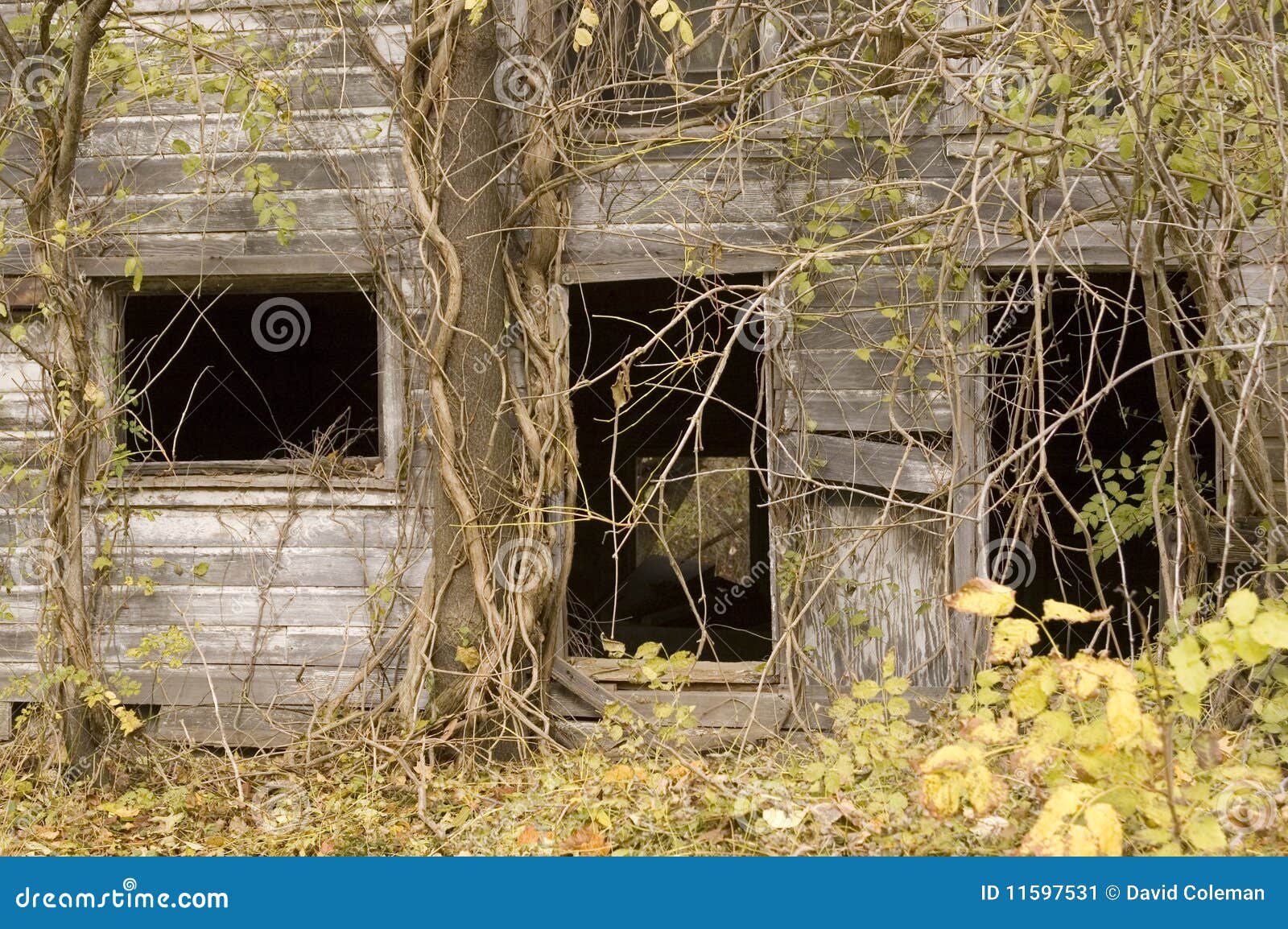 Overgrown Barn Front stock image. Image of autumn, seasons - 11597531