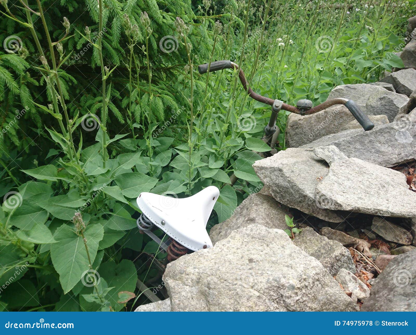 Overgrown bicycle stock photo. Image of directions, feral - 74975978