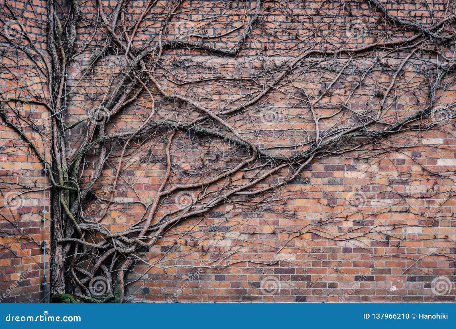 Overgrown Brick Wall during Winter - Tree Branches Climbing on Wall ...