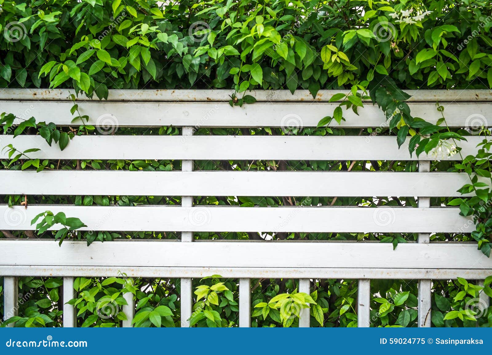 Overgrown Bush Fence Partition Stock Image - Image of edge, decoration ...
