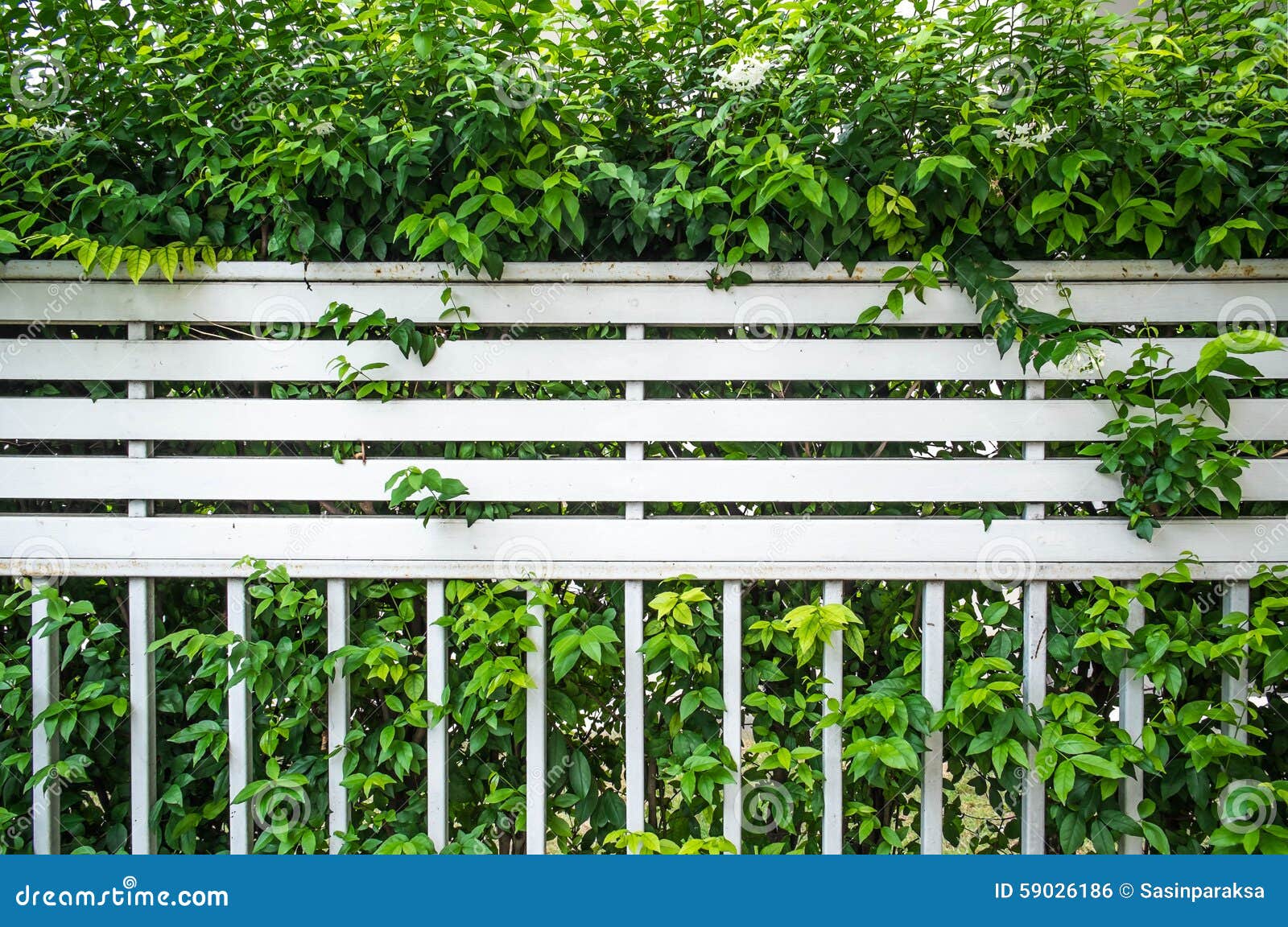 Overgrown Bush Fence Partition Stock Photo - Image of ornament, leaves ...
