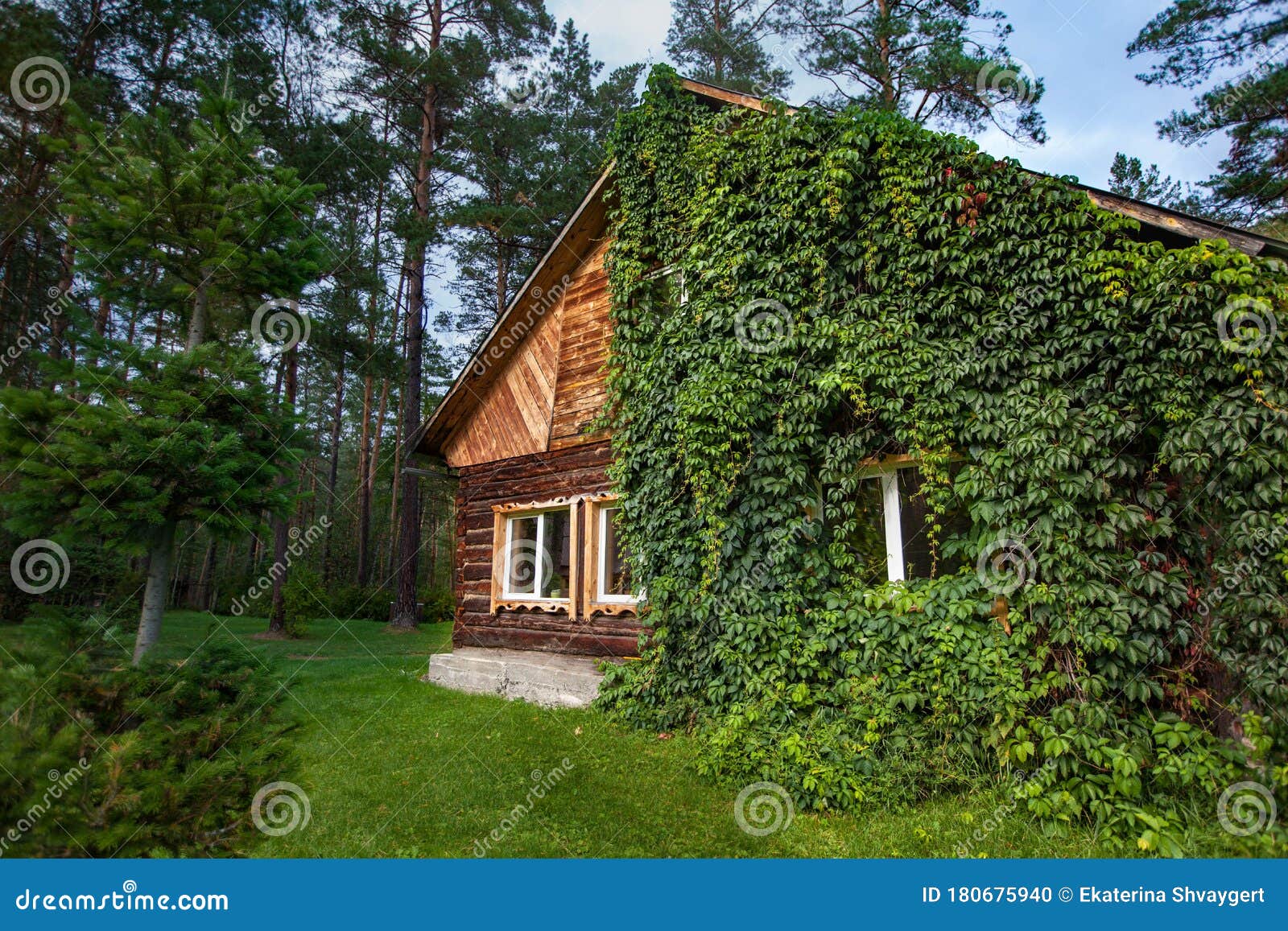 Overgrown cabin in forest stock photo. Image of wood - 180675940