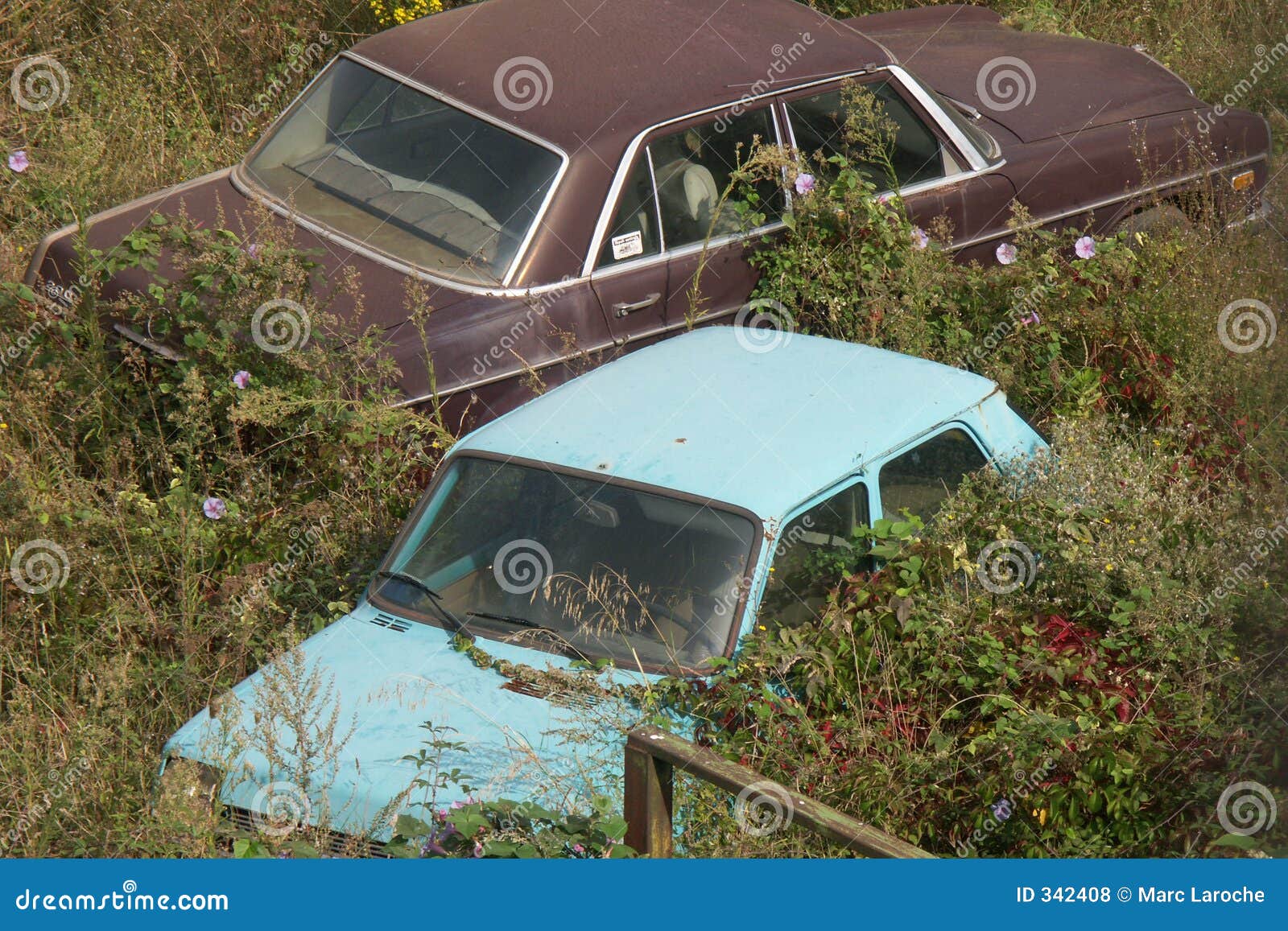 Overgrown Cars Picture. Image: 342408