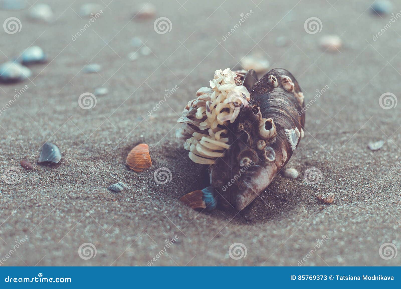 Overgrown Shell on the Sandy Beach. Stock Image - Image of pattern ...
