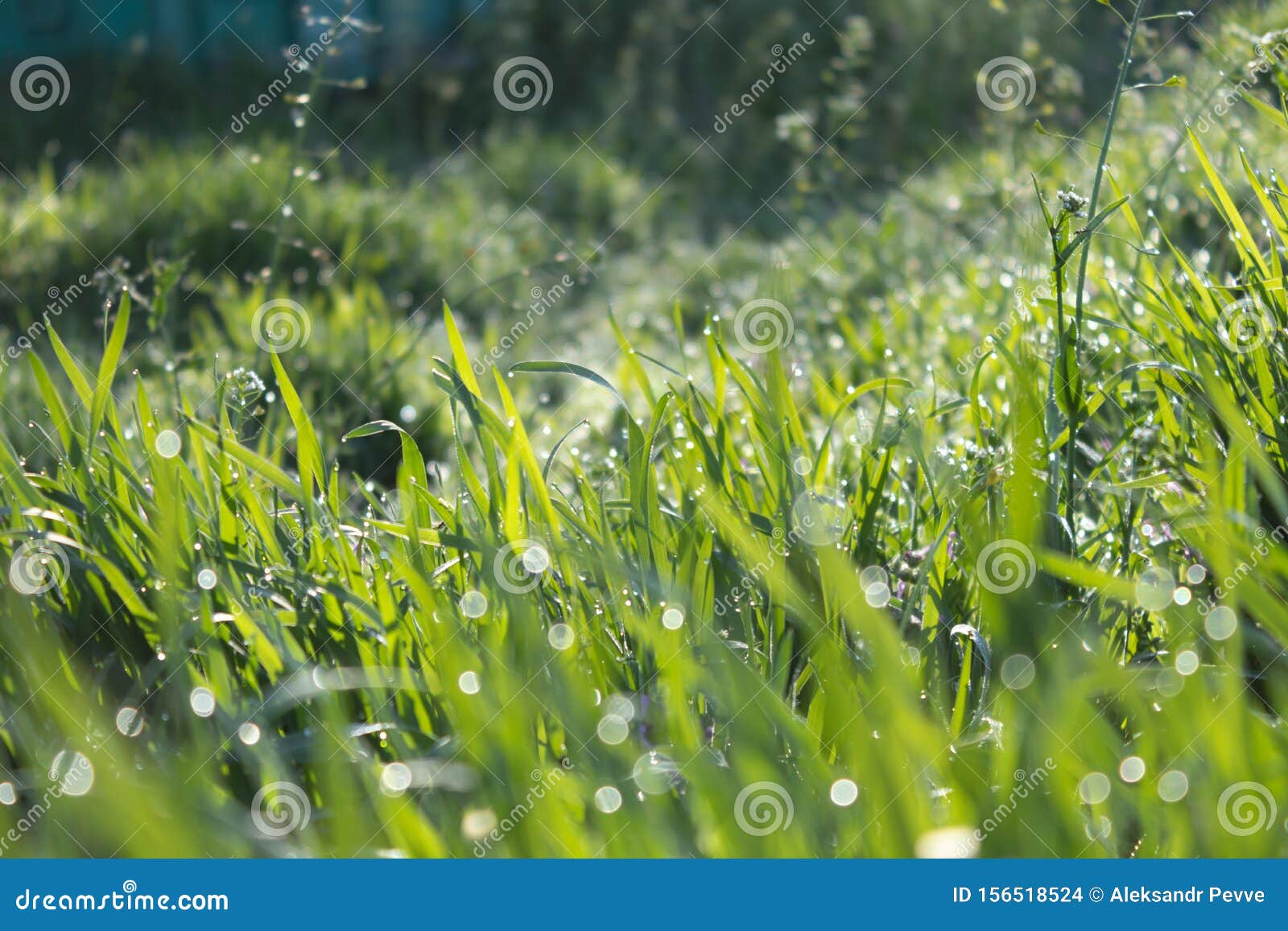 Overgrown with Dense Grass in the Dew and Illuminated by Sunlight Stock ...