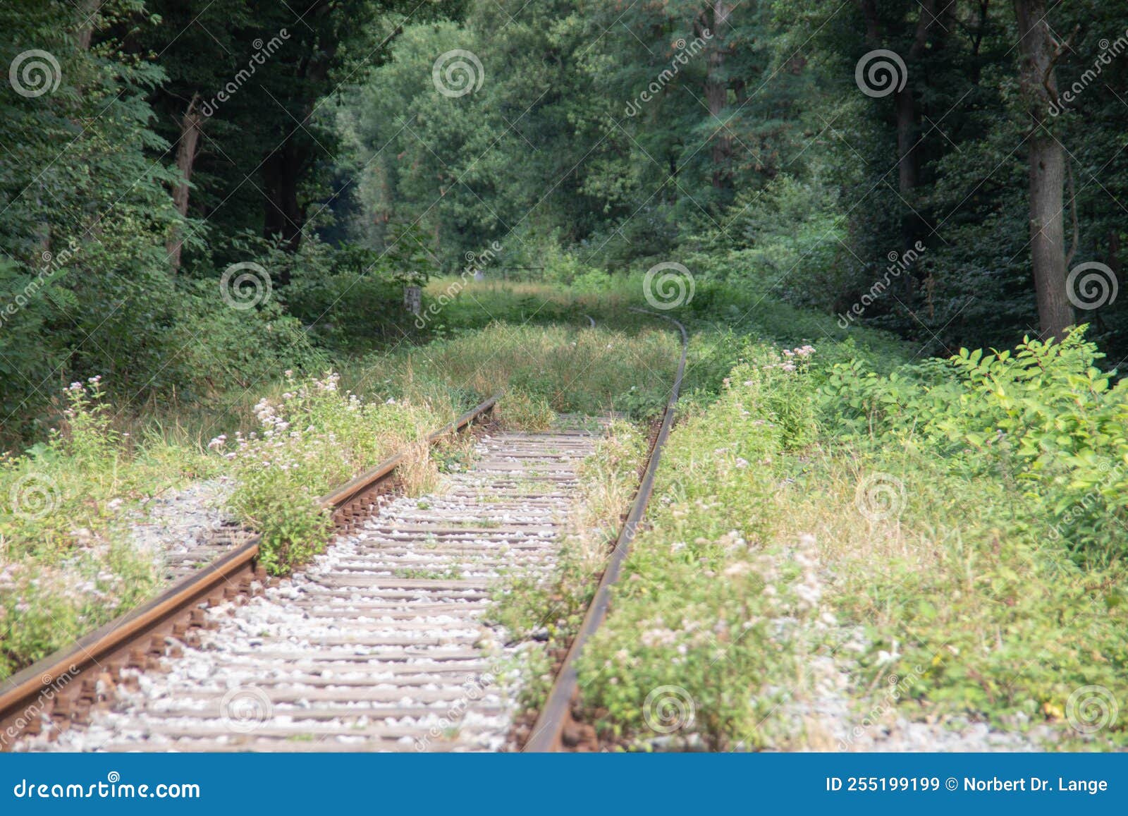 Overgrown Disused Railway Line Stock Image - Image of forest, bushes ...