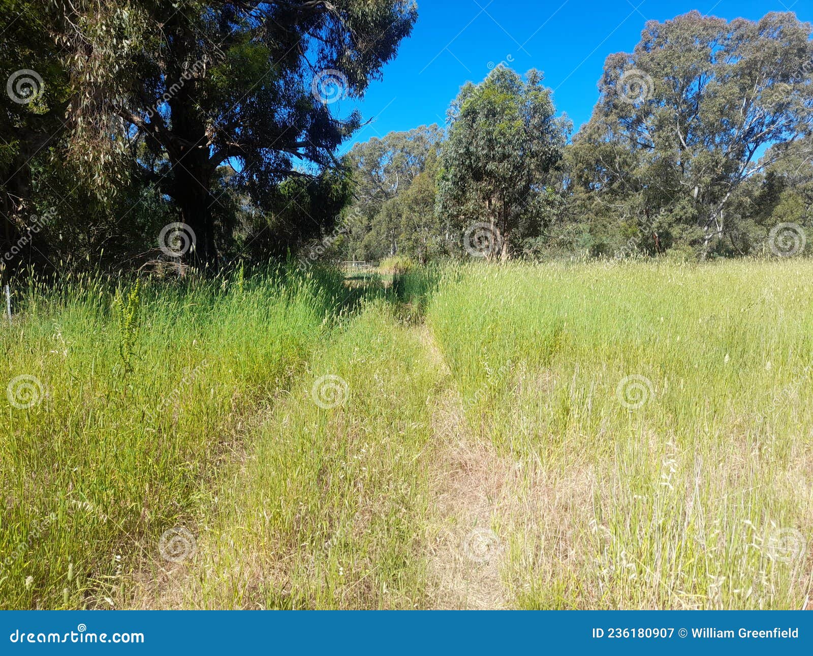 Overgrown Driveway stock image. Image of grass, overgrown - 236180907