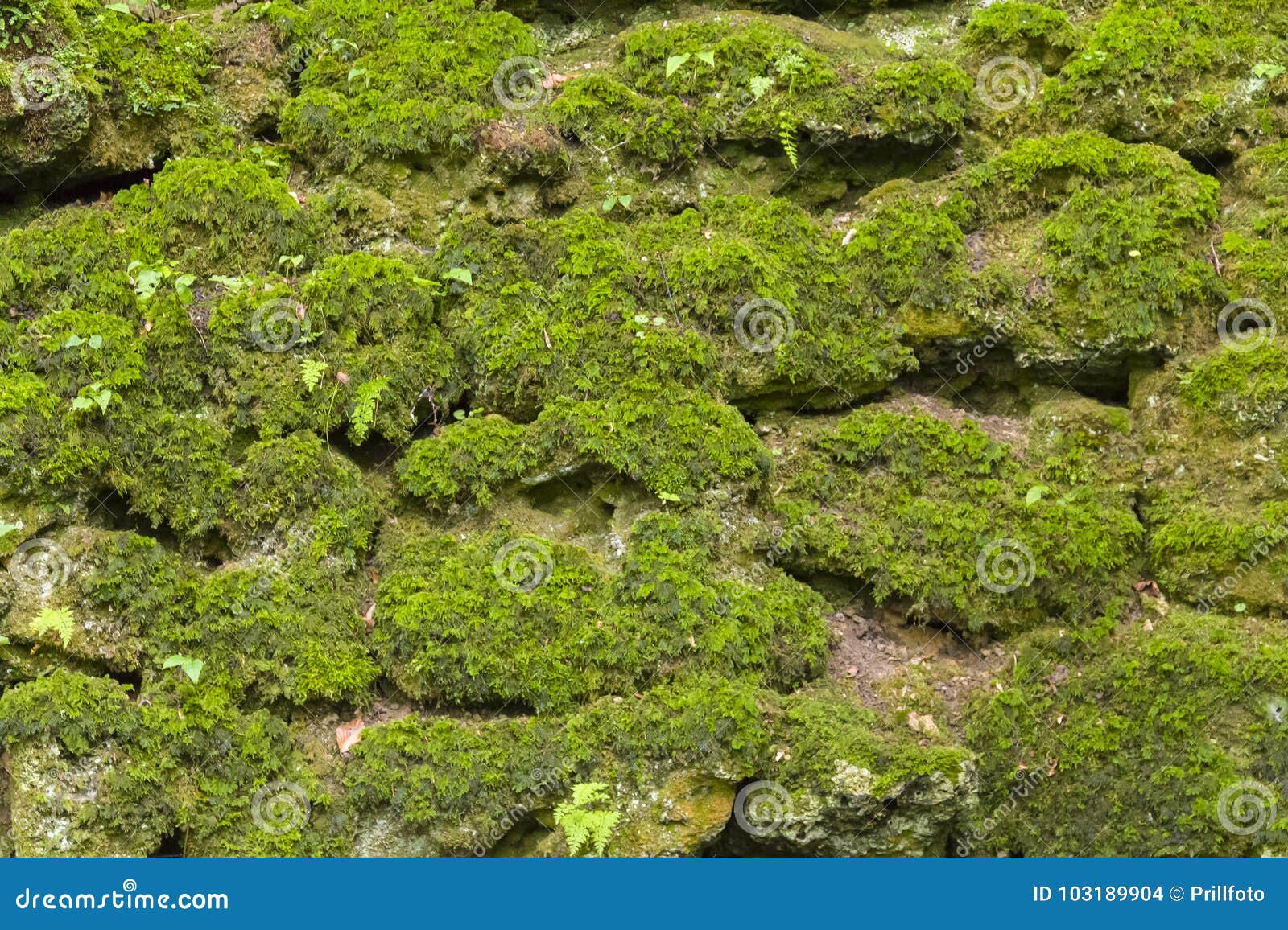 Overgrown dry stone wall stock photo. Image of history - 103189904