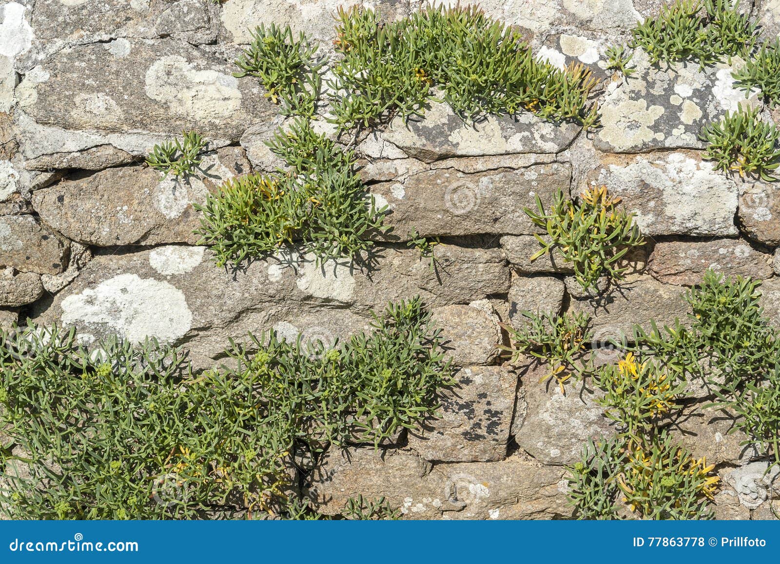Overgrown dry stone wall stock photo. Image of detail - 77863778