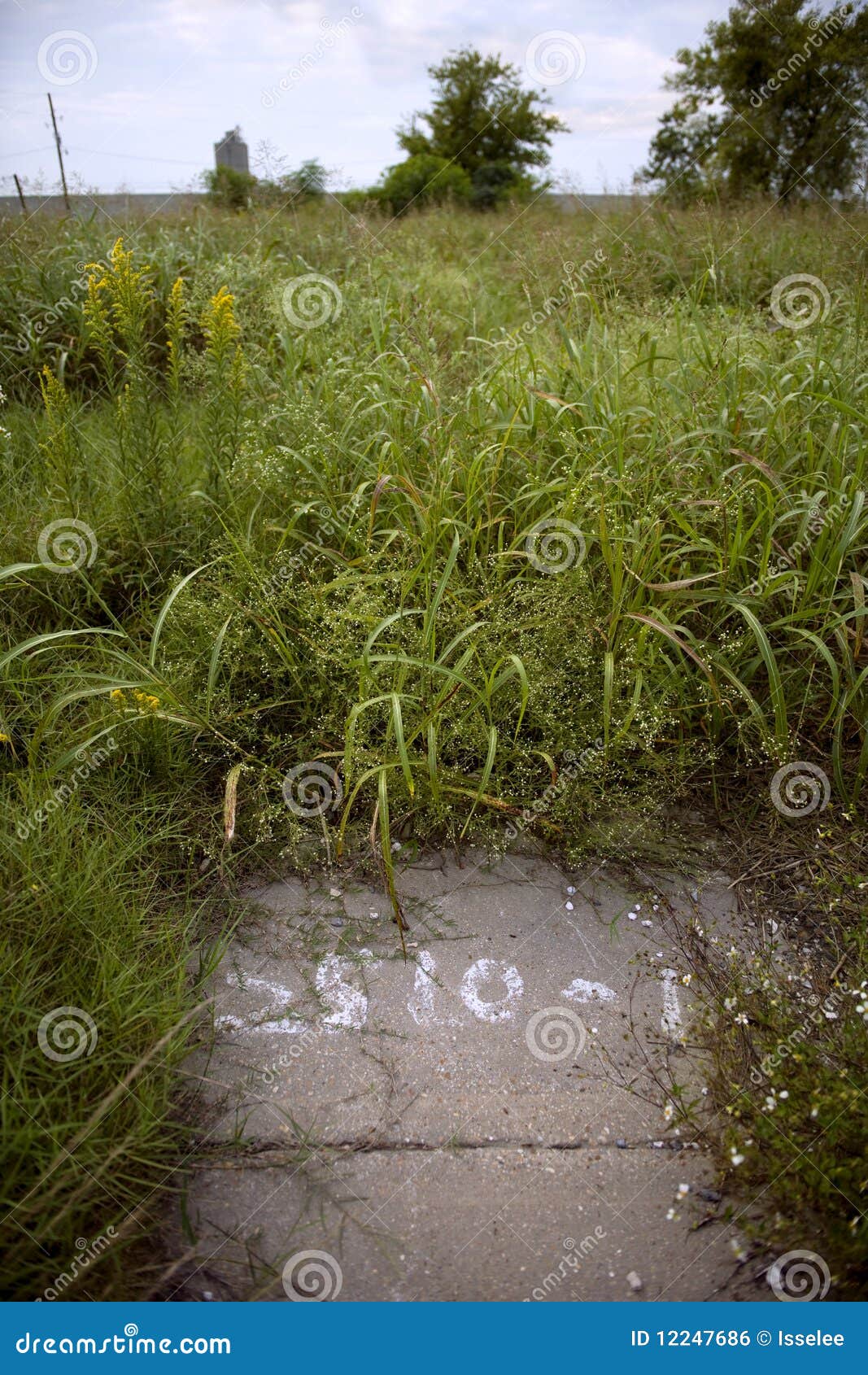 Overgrown Empty Lot after Hurricane Katrina Stock Photo - Image of ...