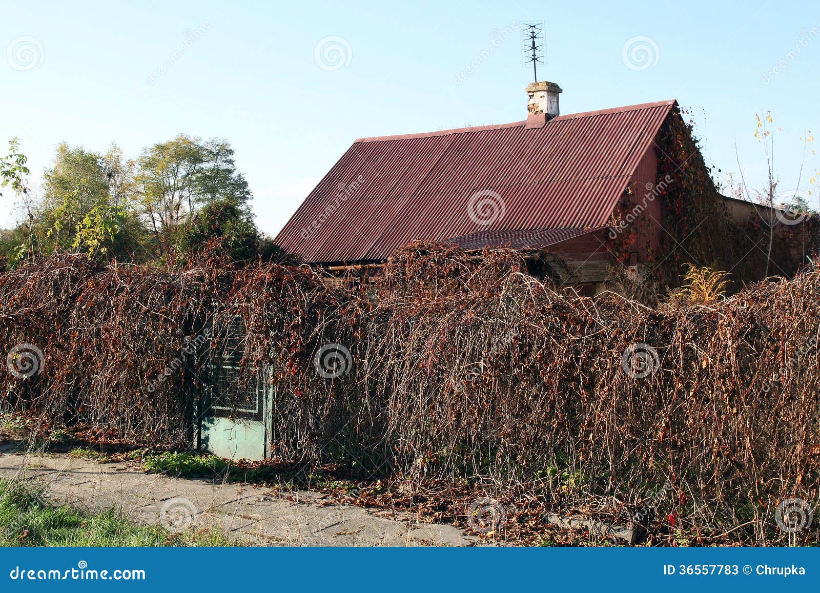 Overgrown Fence with Metal Gate Stock Image - Image of green, fence ...