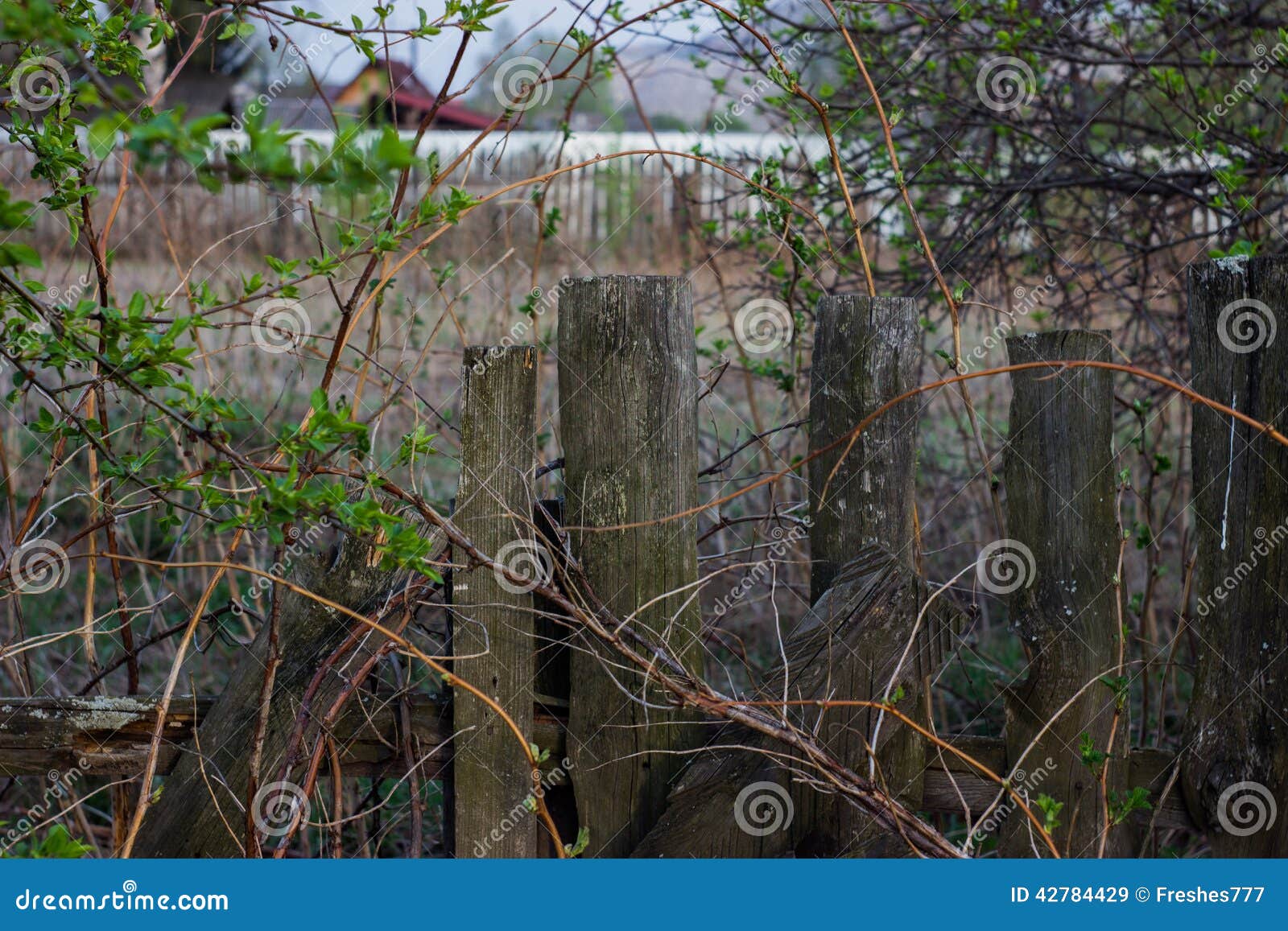 Overgrown fence stock image. Image of bushes, leaves - 42784429