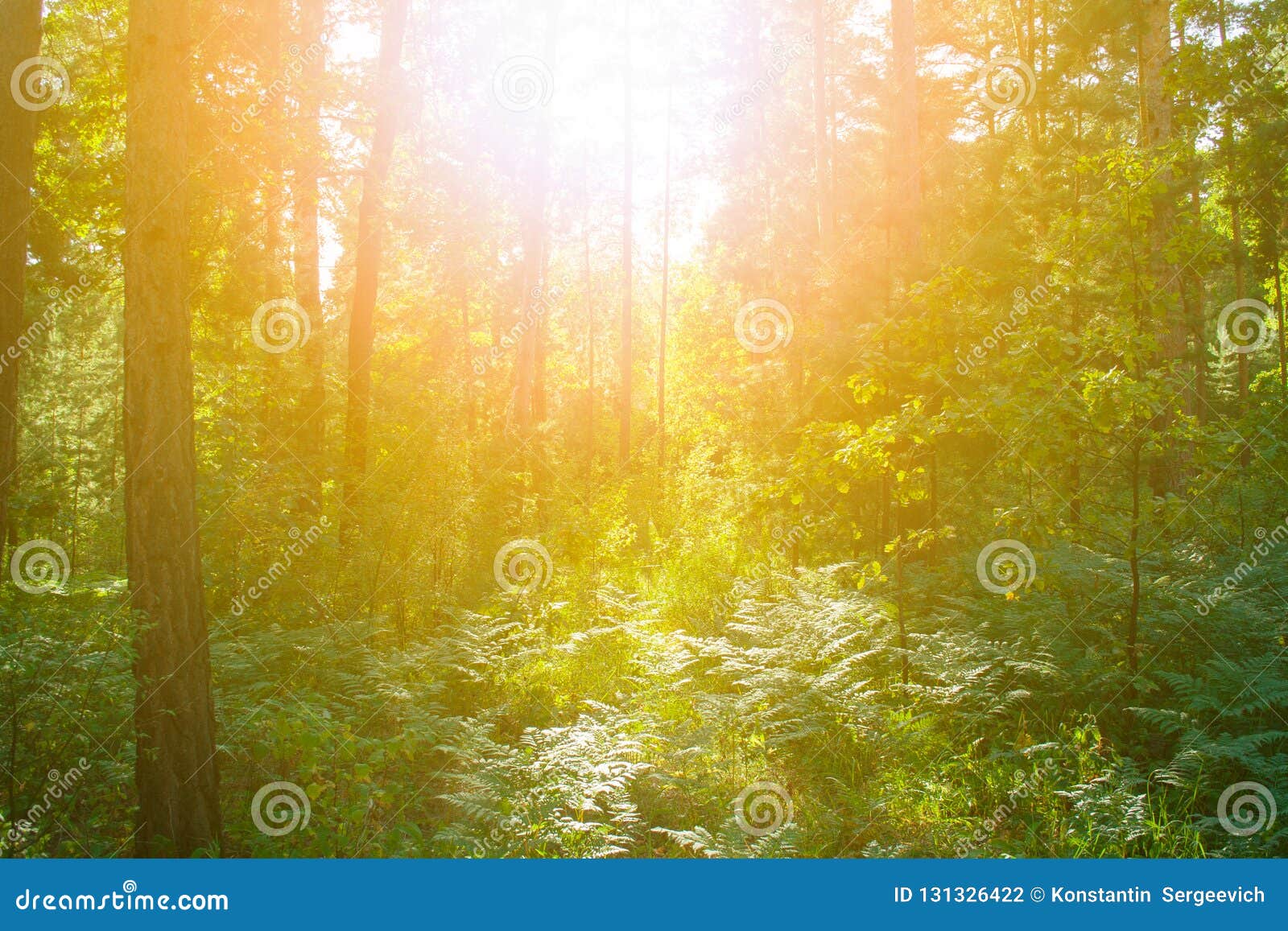 Overgrown forest stock photo. Image of bushes, plant - 131326422