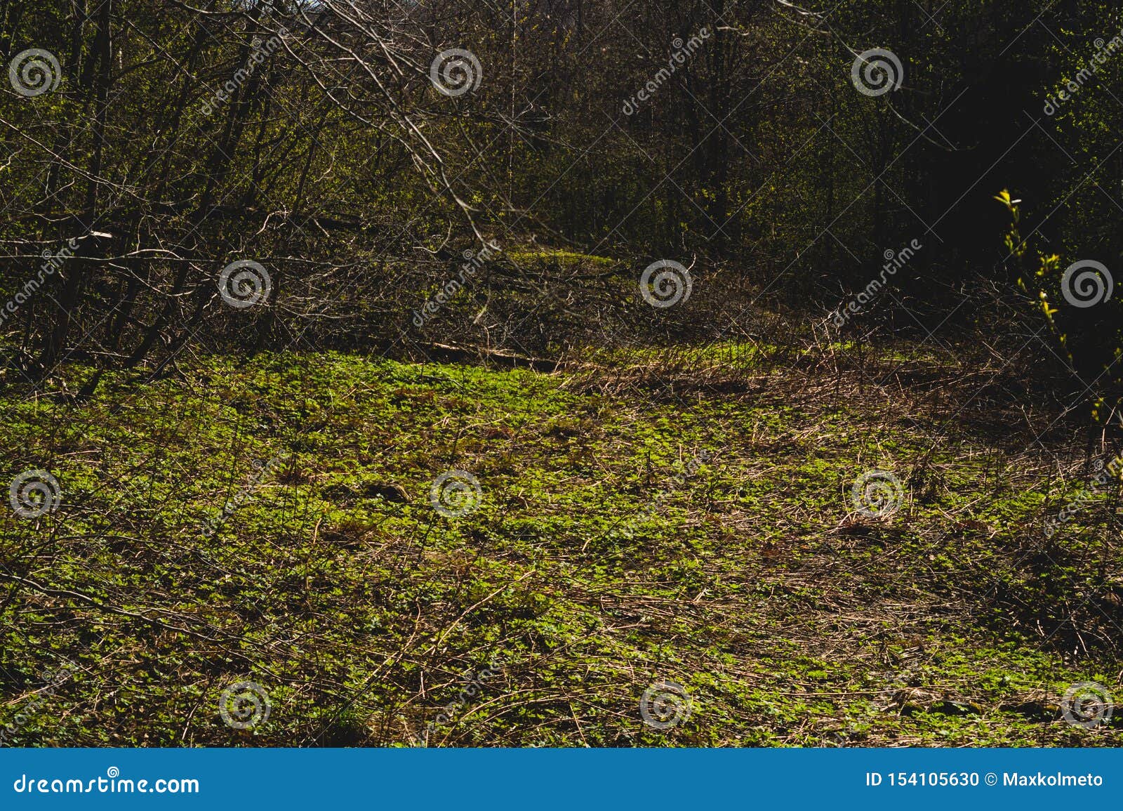 Overgrown Forest Nature Background. Greenery Backdrop Stock Photo ...