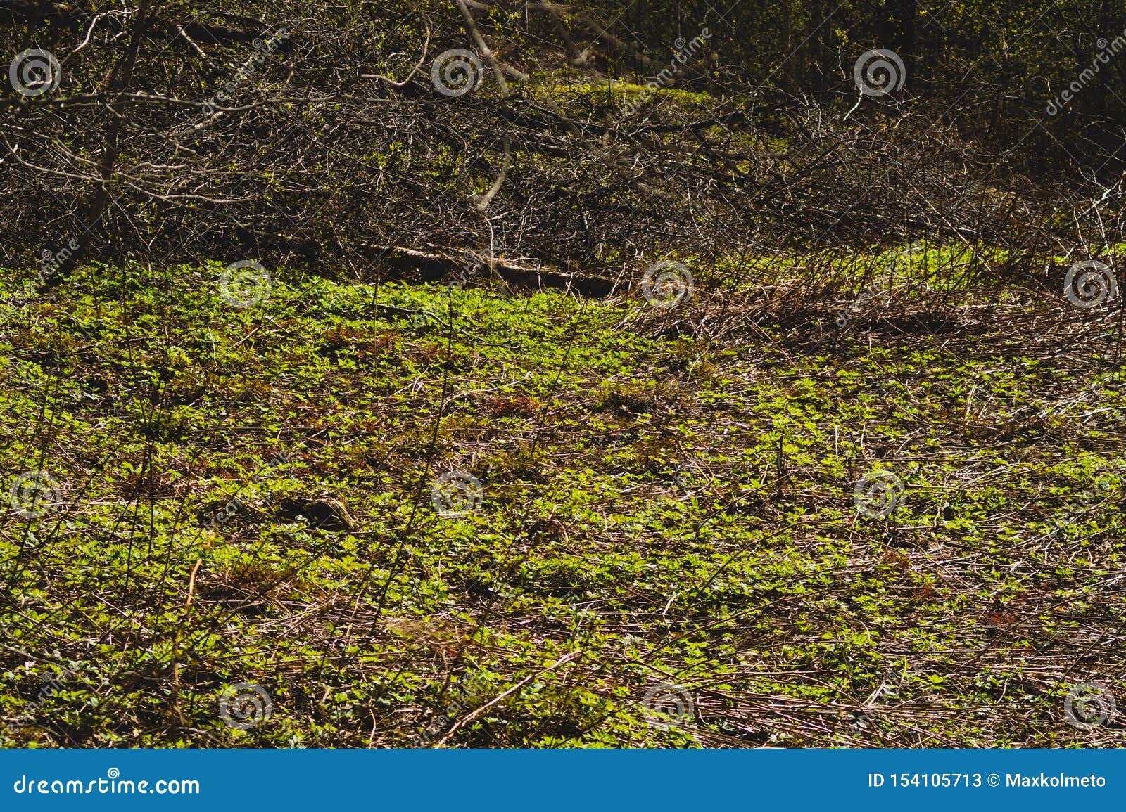 Overgrown Forest Nature Background. Greenery Backdrop Stock Image ...