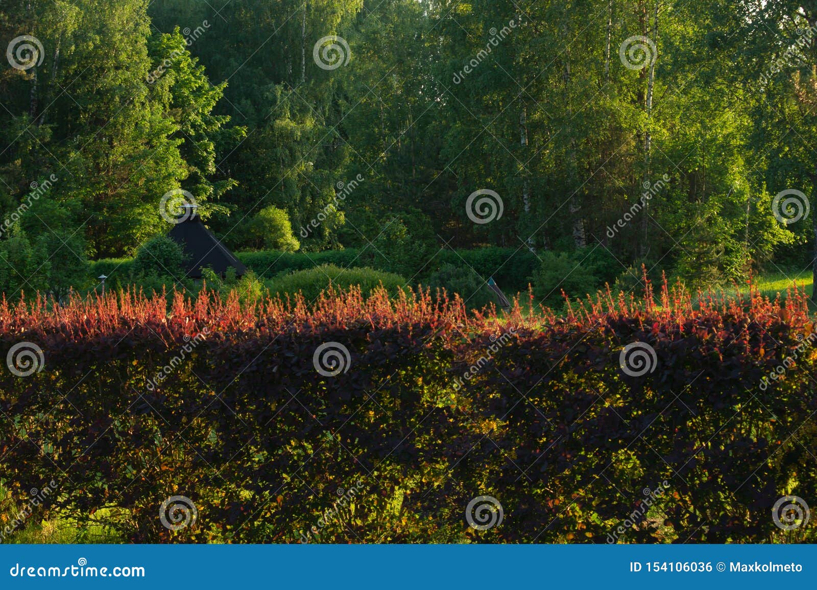 Overgrown Forest Nature Background. Greenery Backdrop Stock Photo ...