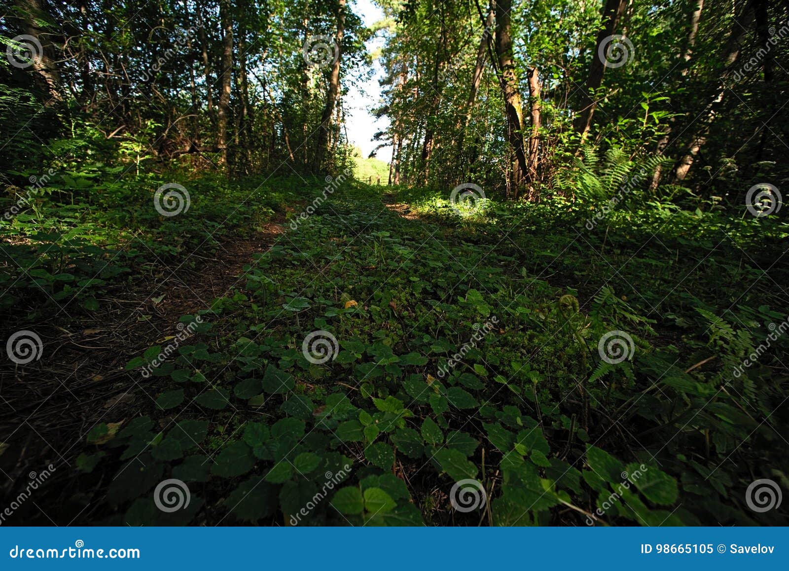 Overgrown forest stock image. Image of fresh, landscape - 98665105