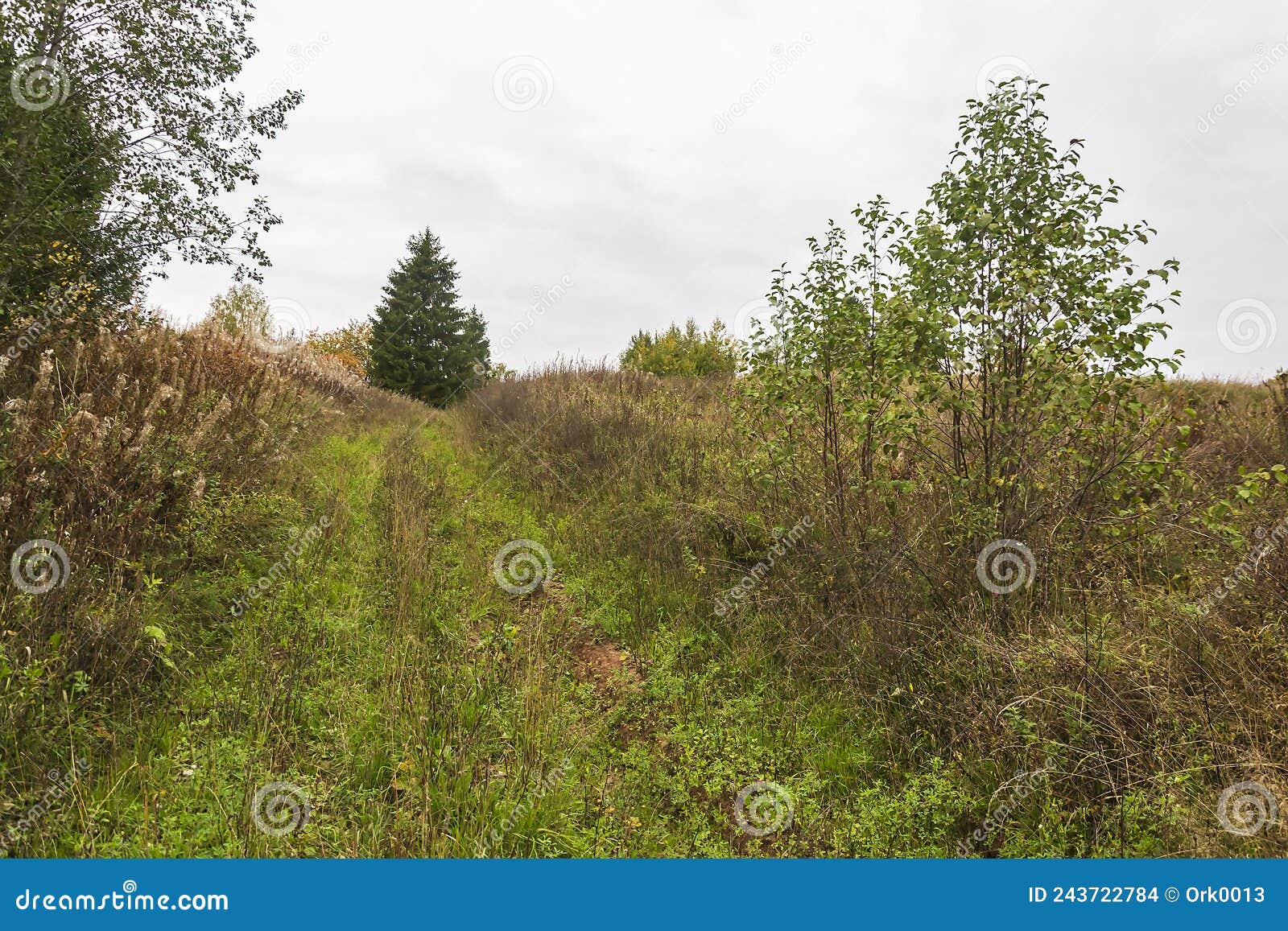 Overgrown forest road stock photo. Image of beauty, land - 243722784