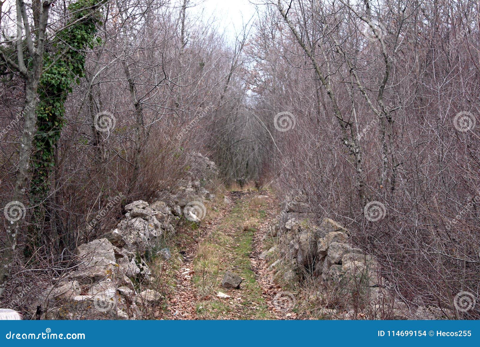 Overgrown Forest Trail with Dense Dried Trees and Branches Stock Photo ...