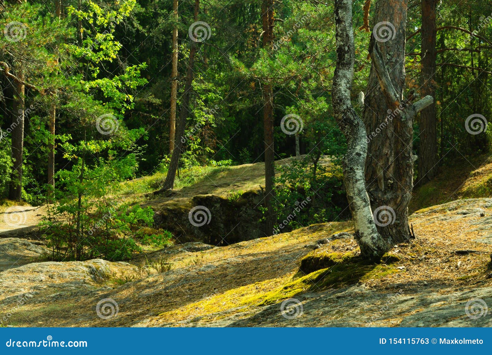 Overgrown Forest. Trees and Plants Nature Stock Image - Image of ...