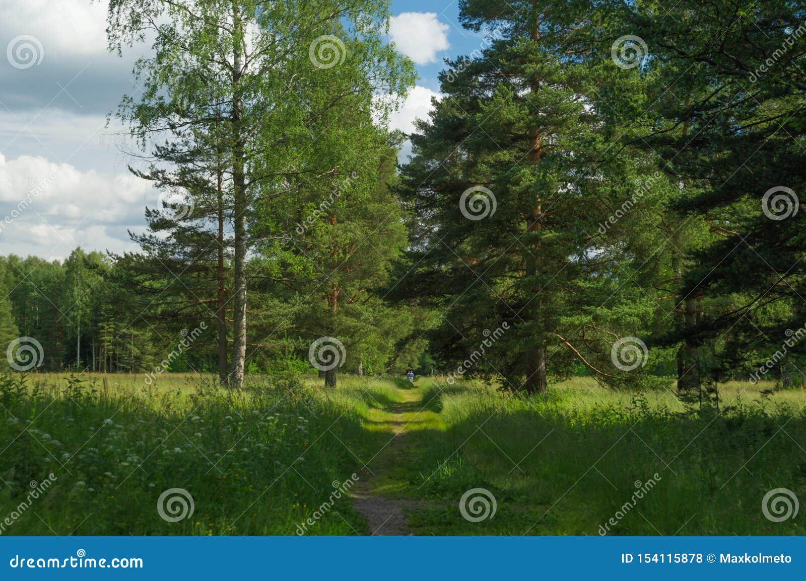 Overgrown Forest. Trees and Plants Nature Stock Photo - Image of brown ...