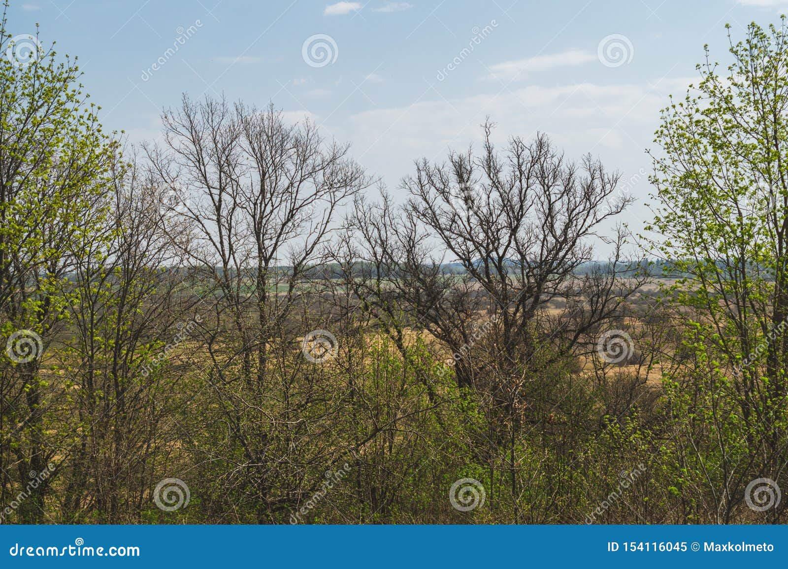 Overgrown Forest. Trees and Plants Nature Stock Image - Image of calm ...
