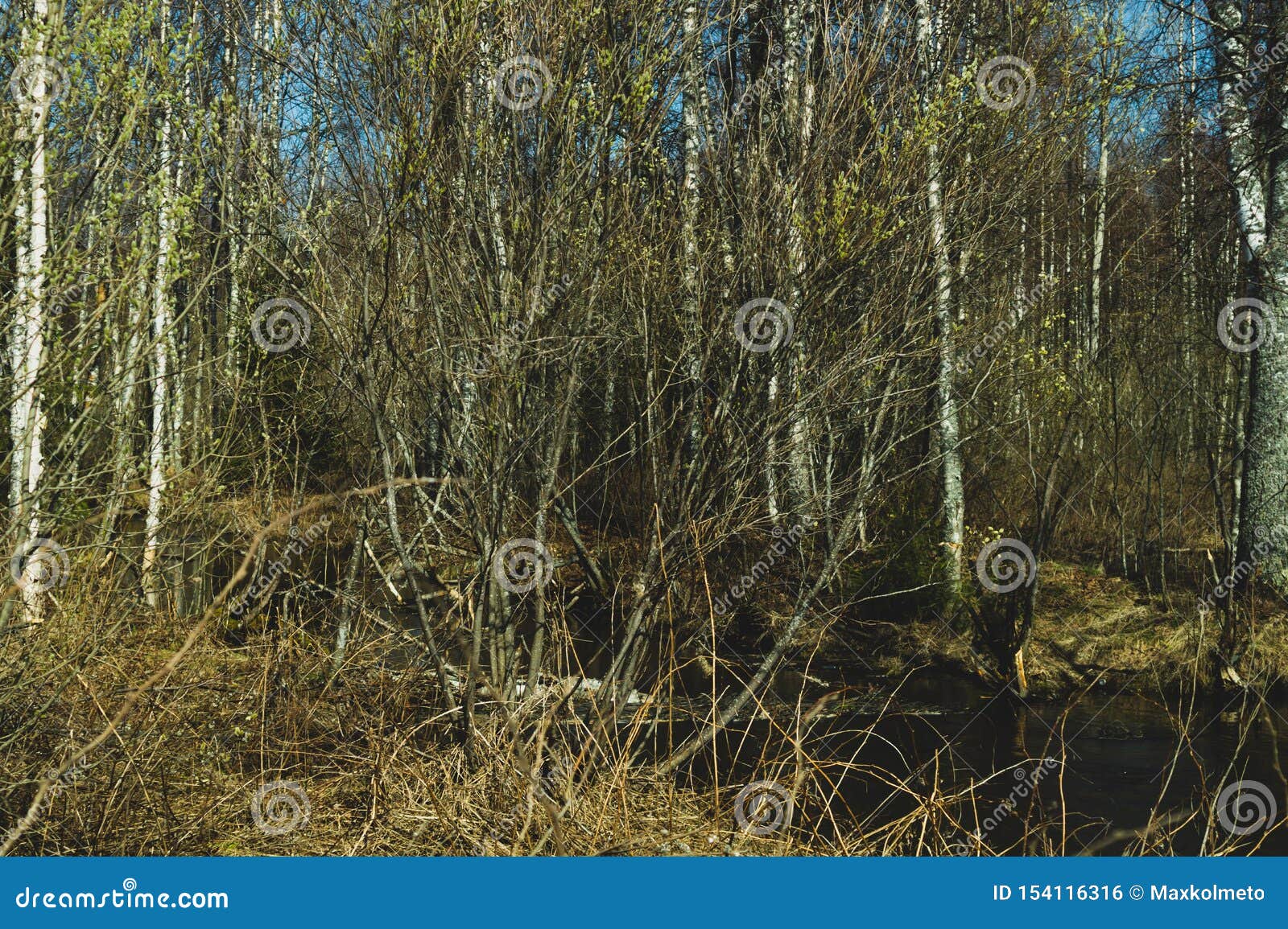 Overgrown Forest. Trees and Plants Nature Stock Photo - Image of spruce ...
