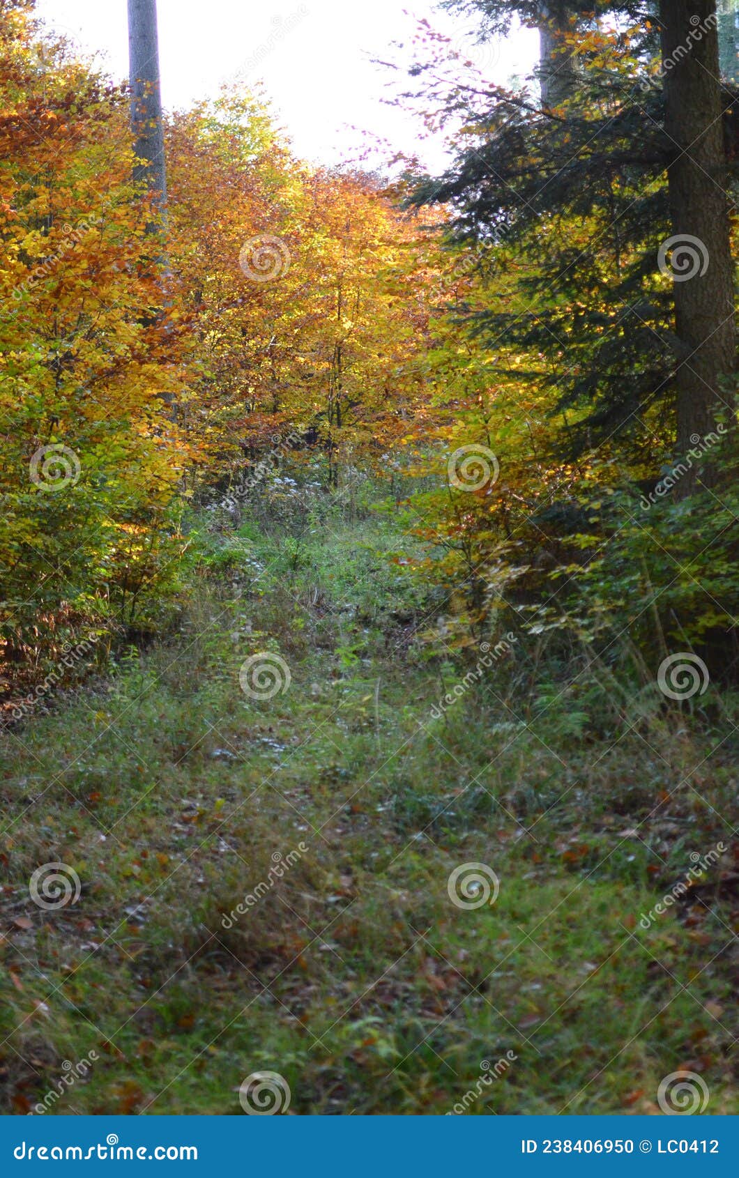Overgrown Forest Path in Forest Stock Photo - Image of woodland ...