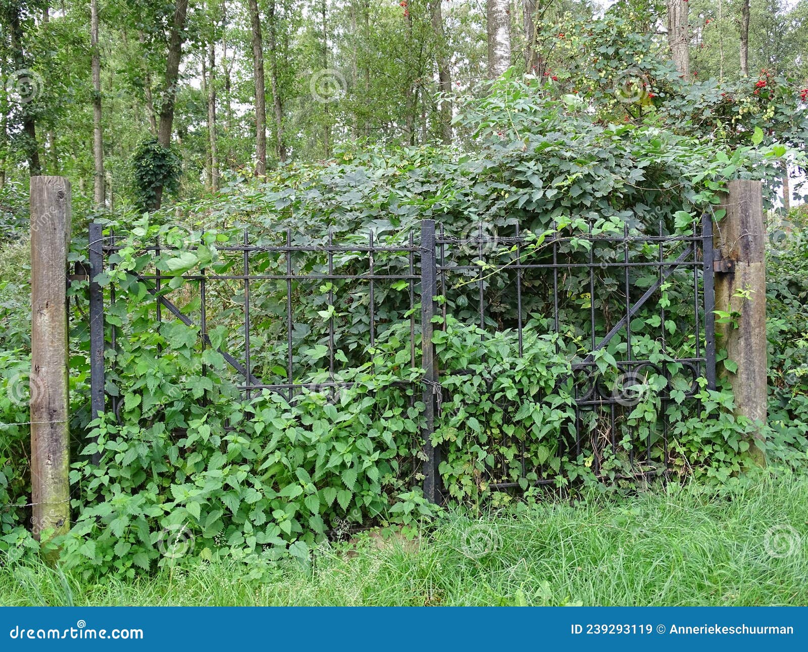 An Overgrown Gate, Which Gives a Desolate Impression Stock Image ...