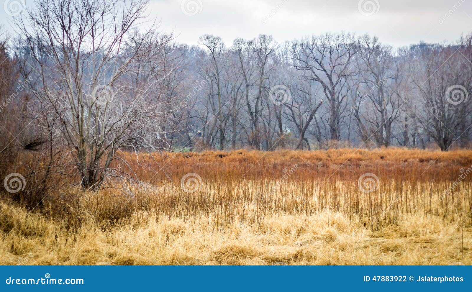 Overgrown Golf Course with Ominous Forest Stock Photo - Image of ...