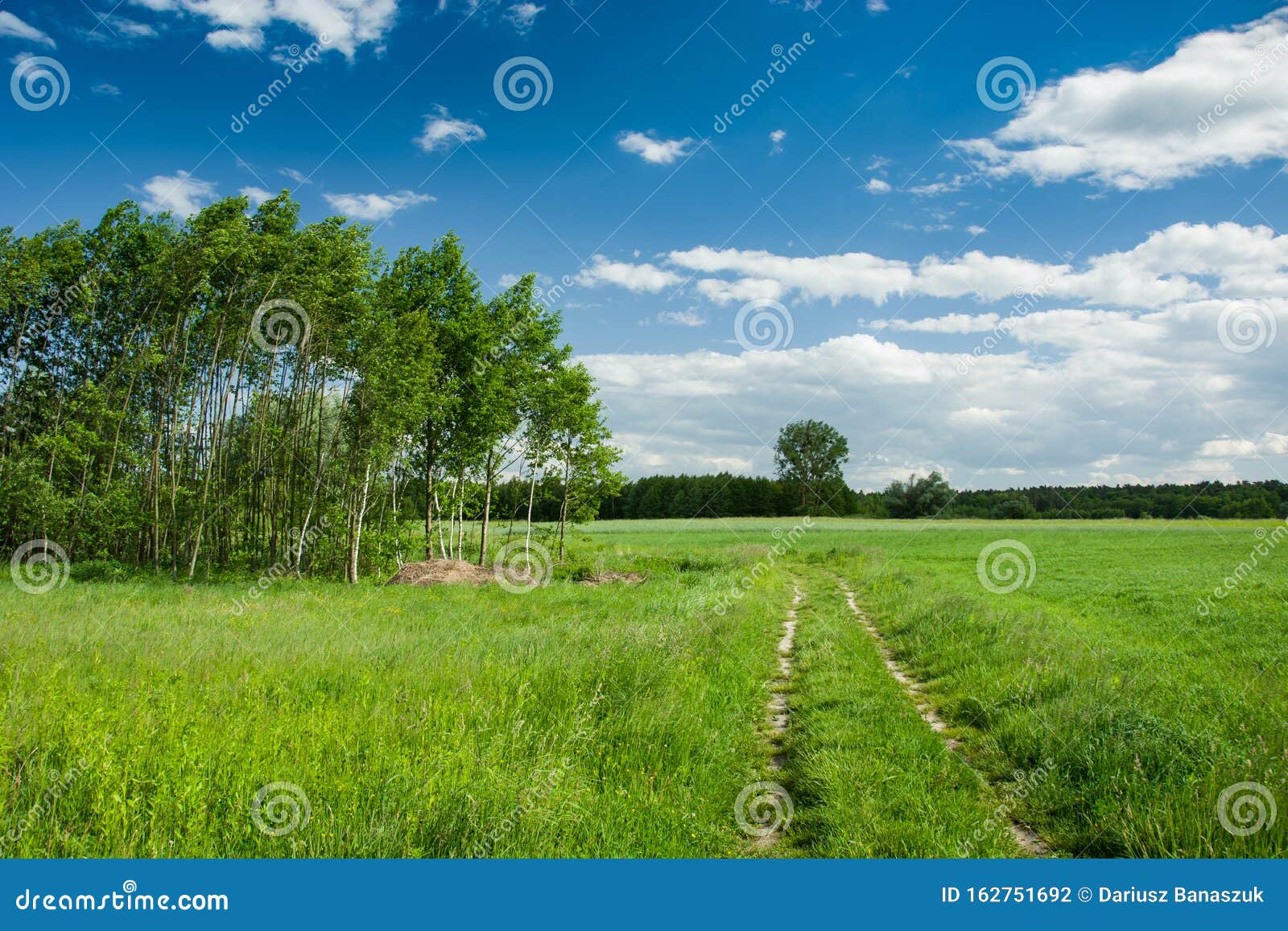 Overgrown Grass Dirt Road through Green Meadows and Fields, Trees and ...