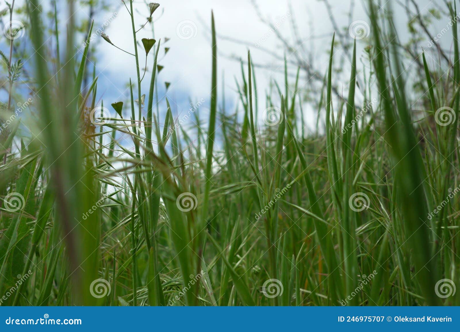 Overgrown Grass on Sky Background Stock Image - Image of green ...